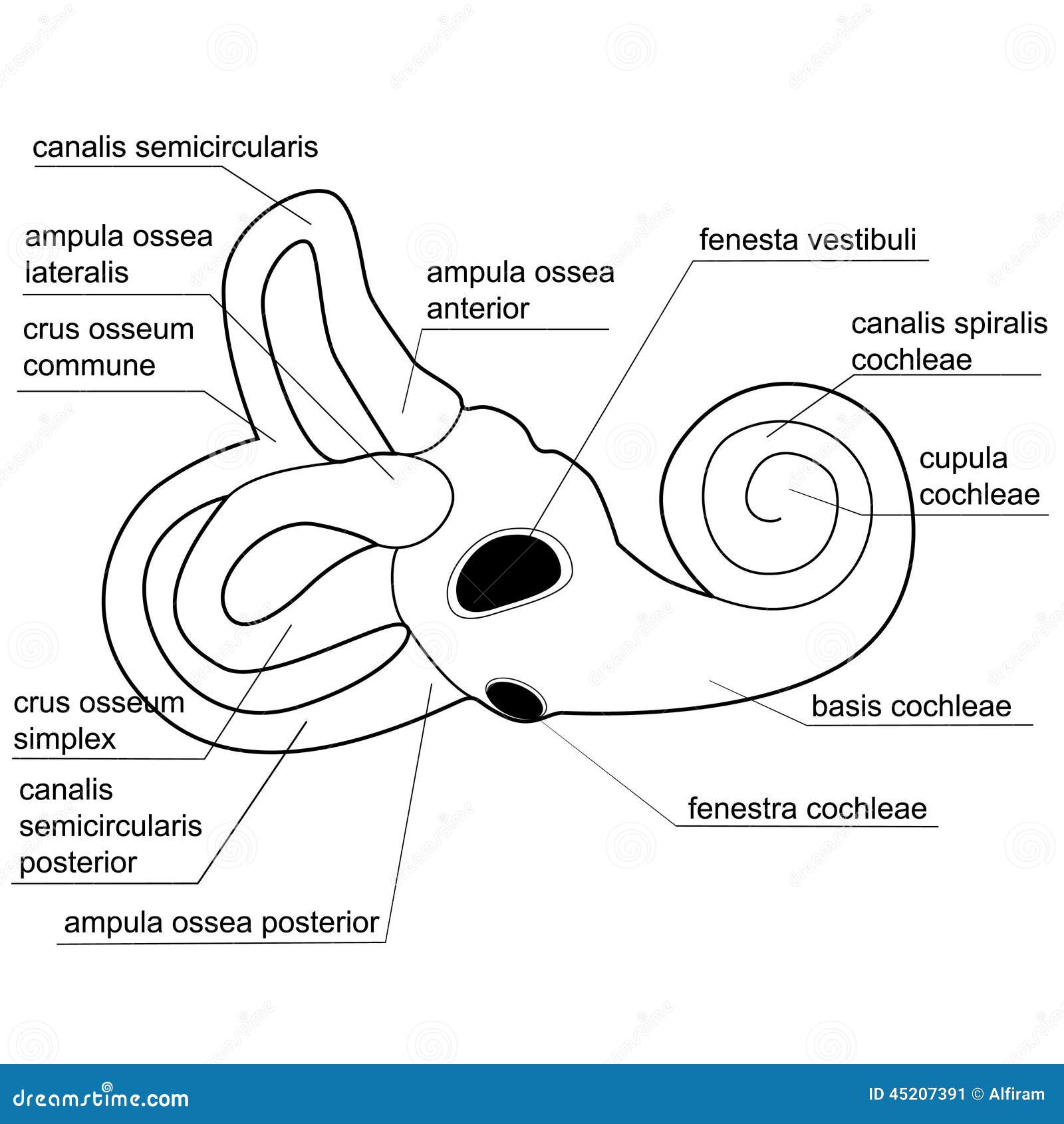 La Estructura Del Oido Interno Ilustración del Vector - Ilustración de ...