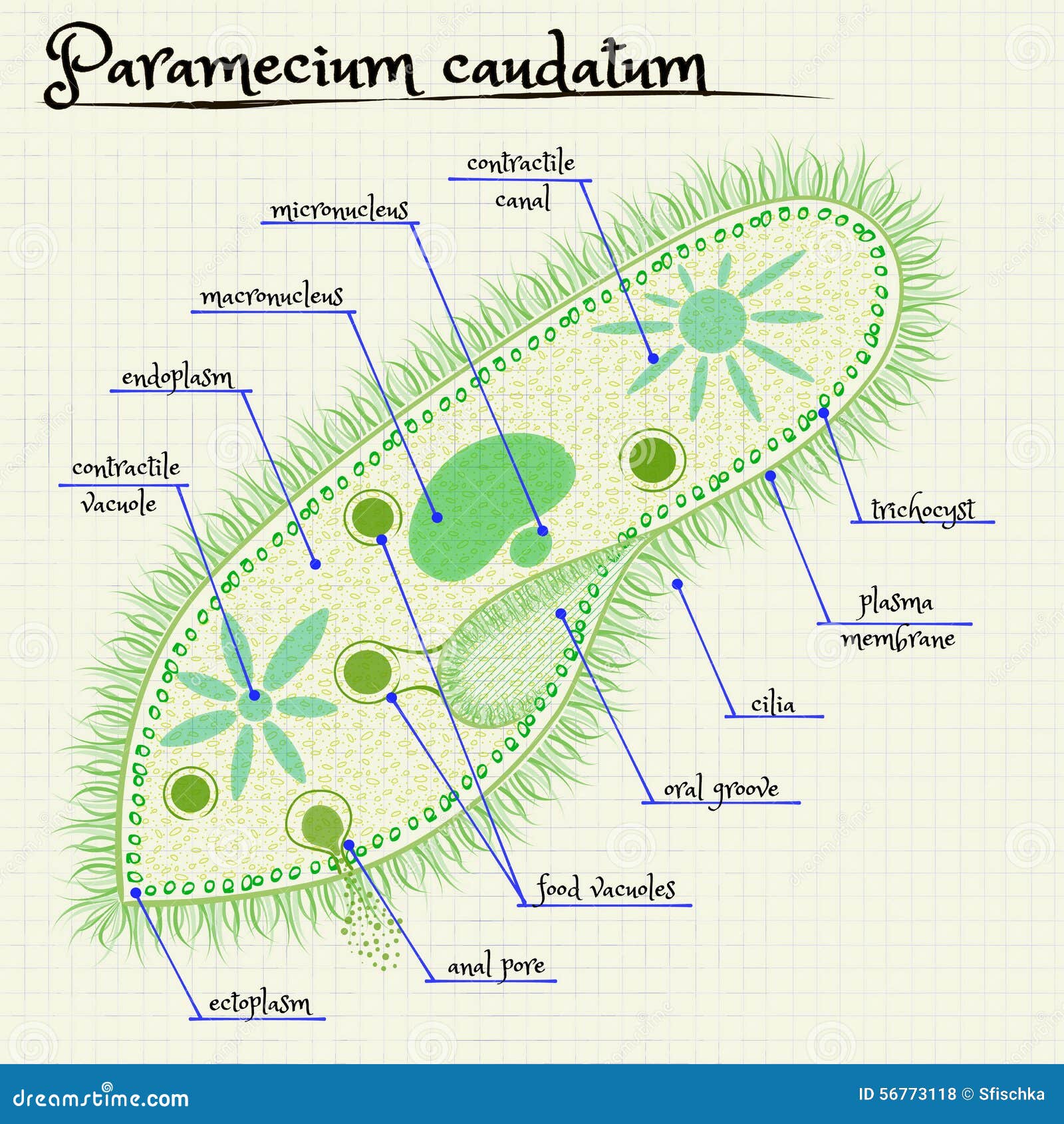 Diagrama De Partes Del Paramecio