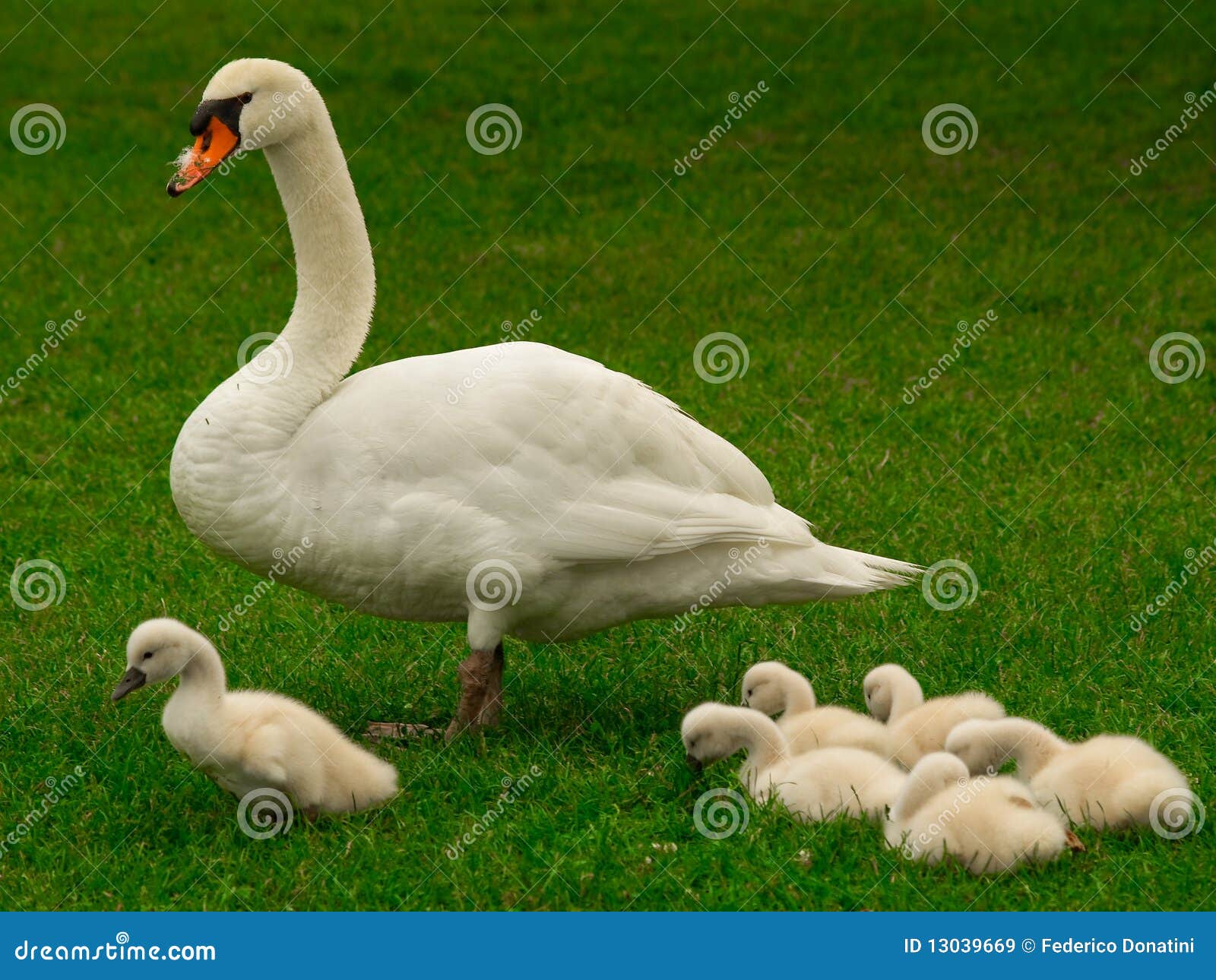 La famiglia del cigno immagine stock. Immagine di bambino - 13039669