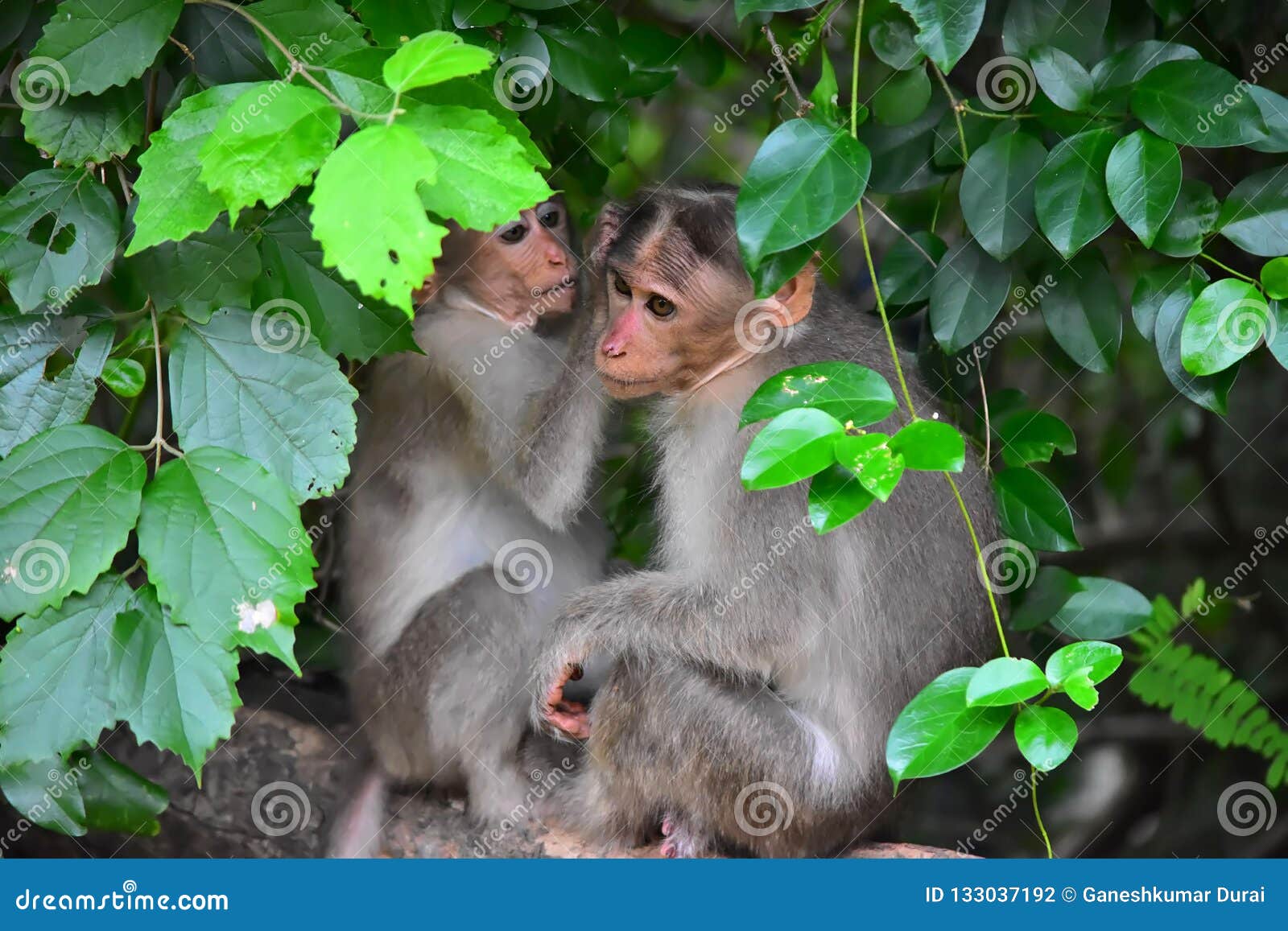 La familia del mono foto de archivo. Imagen de curioso - 133037192