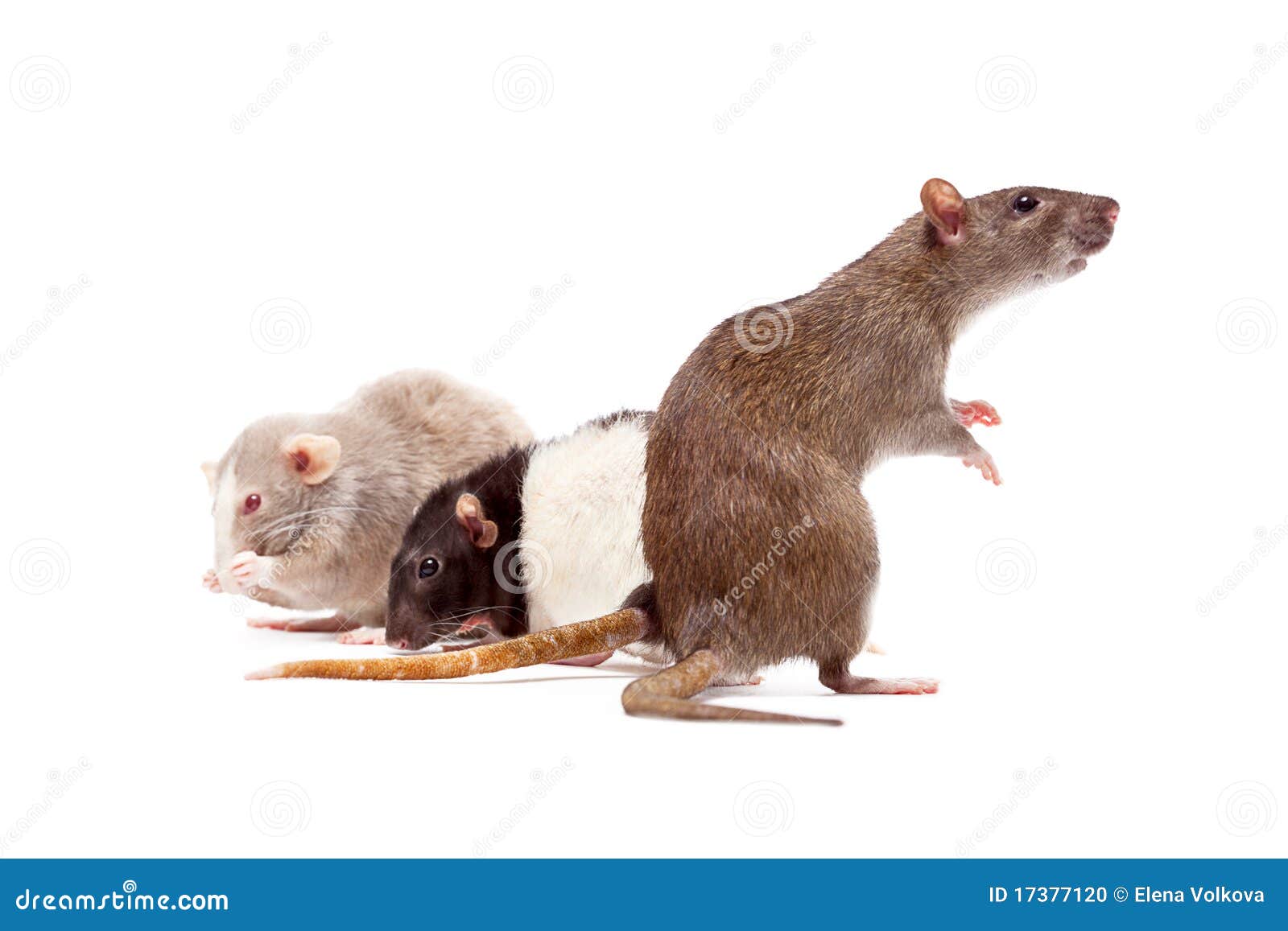 185 Photos de La Famille Du Rat - Photos de stock gratuites et libres ...