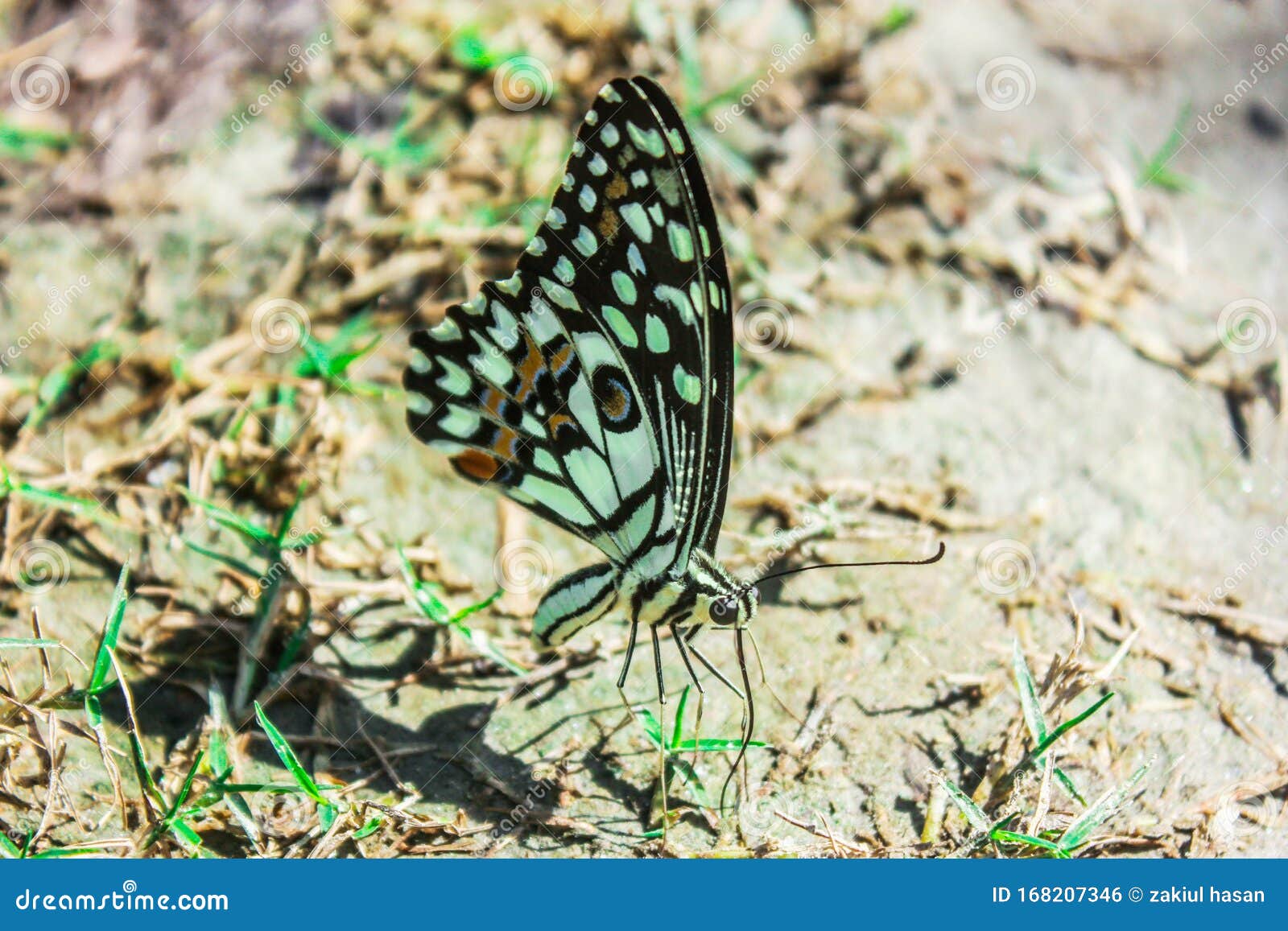 La Farfalla Bianca E Nera Mostra La Bellezza Fotografia Stock ...