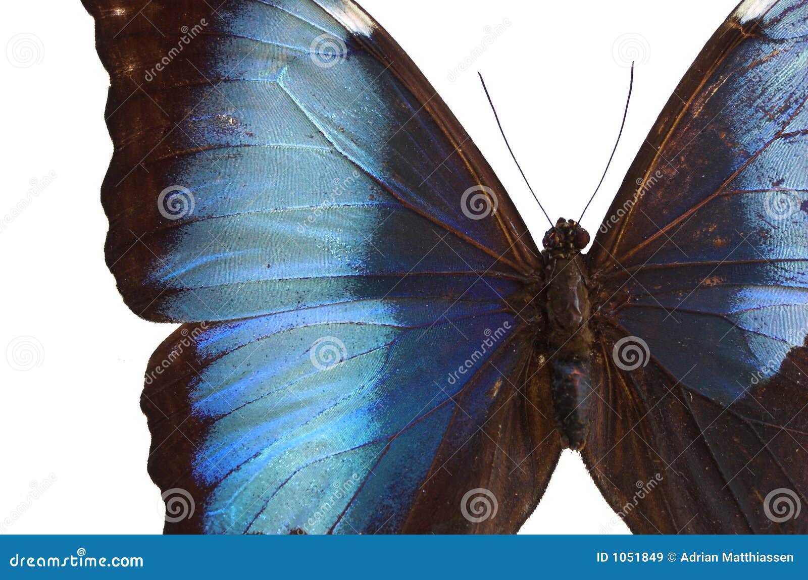 La farfalla blu 2 immagine stock. Immagine di bellezza - 1051849