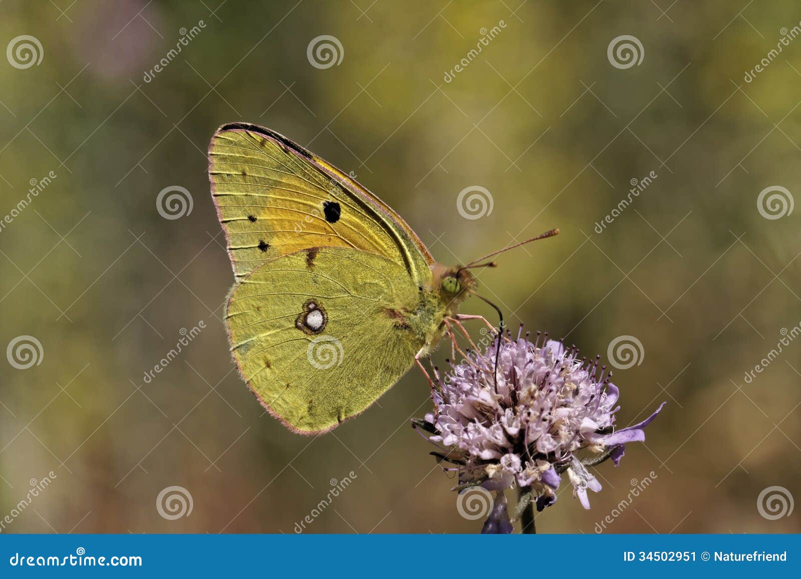 La Farfalla Gialla E Europea Appannata Immagine Stock - Immagine di ...