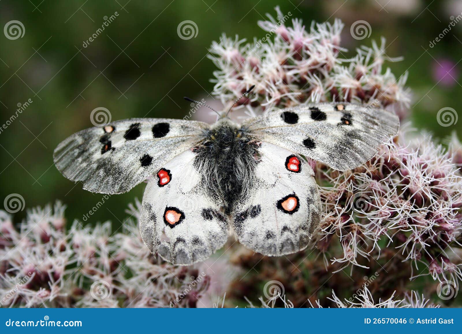 La Farfalla Molto Rara Dell'Apollo Fotografia Stock - Immagine di ...