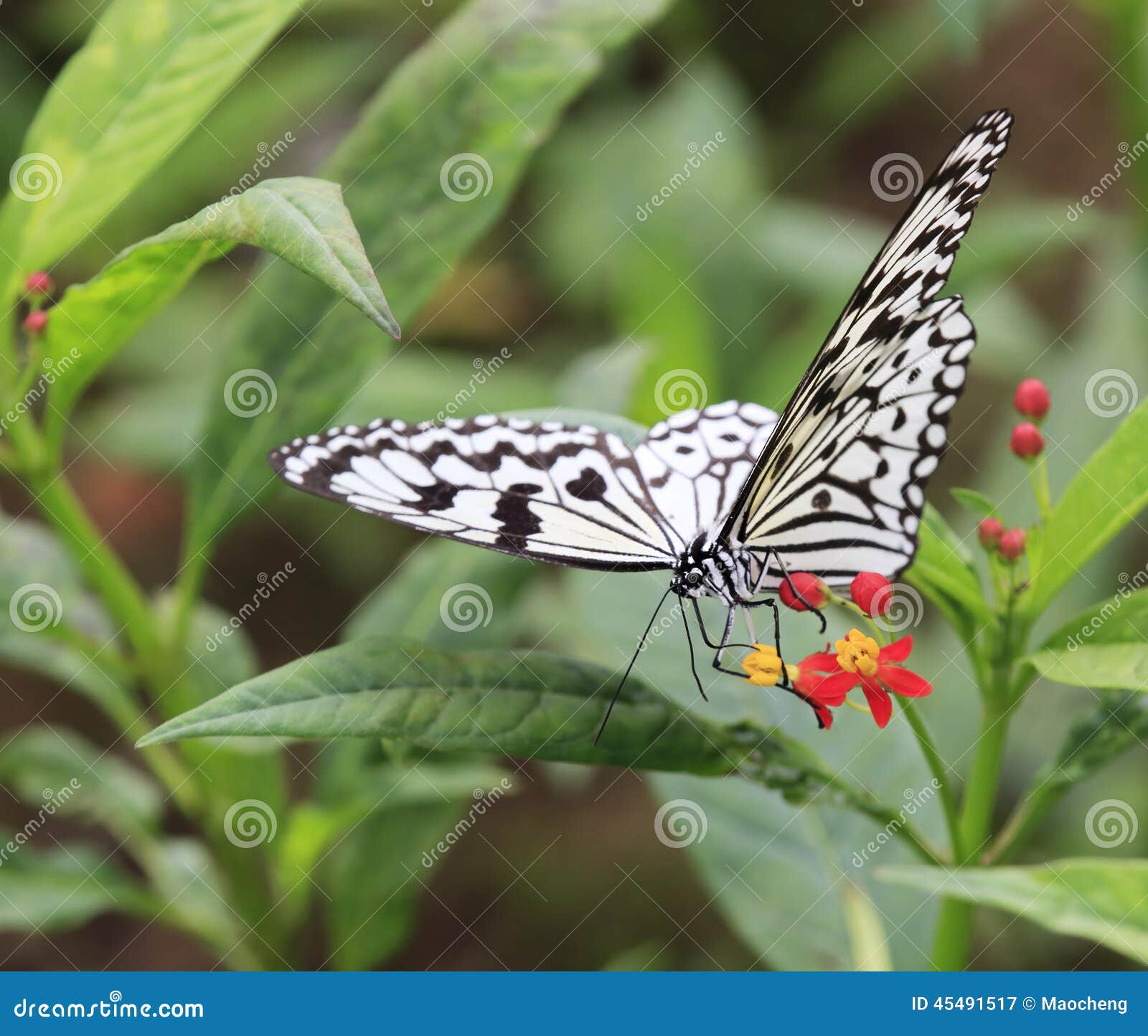 La farfalla nera bianca immagine stock. Immagine di creatura - 45491517