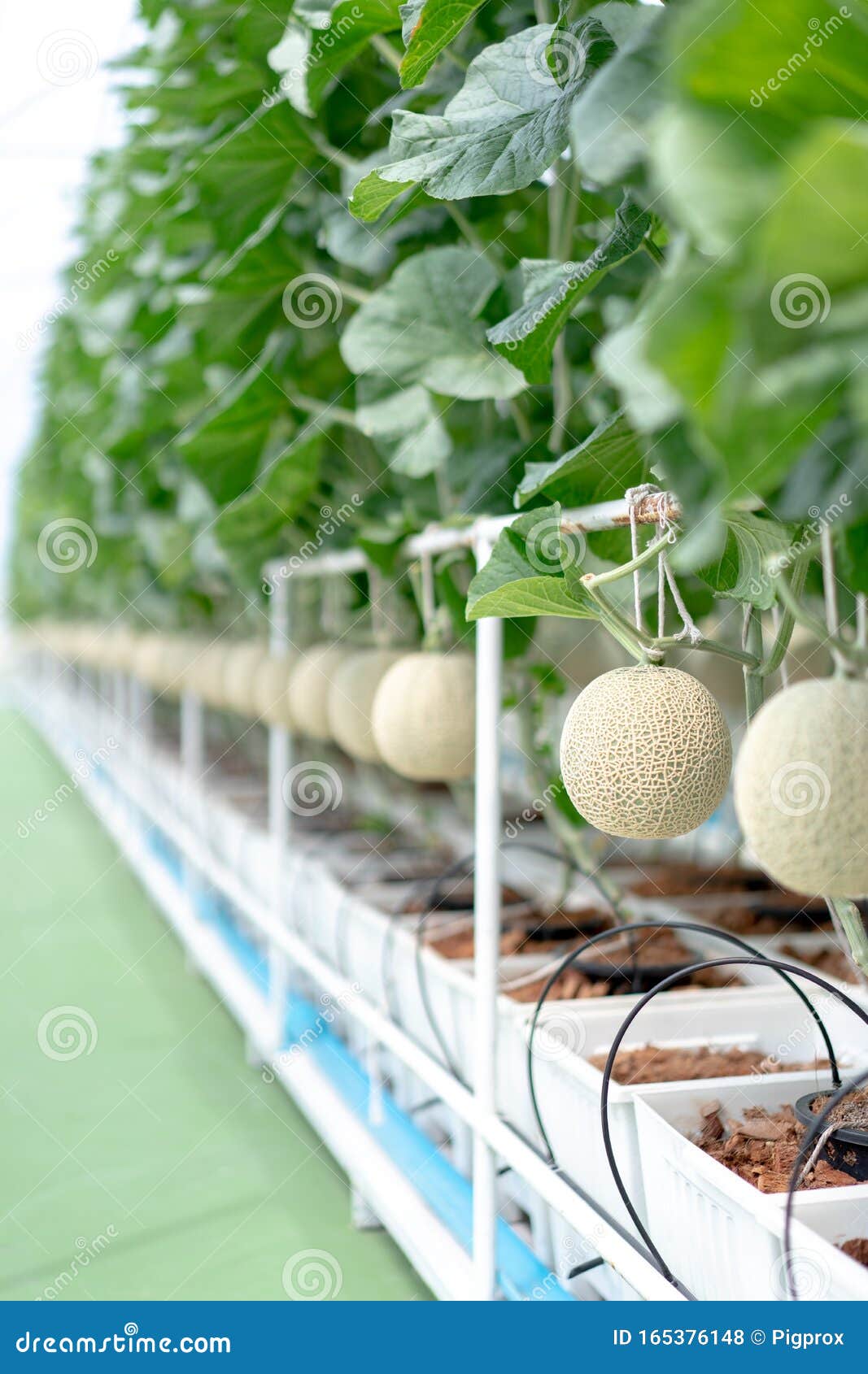 La Fattoria è Una Pianta Giapponese Di Melone in Serra Linea Di Melone ... La Fattoria è Una Pianta Giapponese Di Melone in Serra Linea Di Melone ...