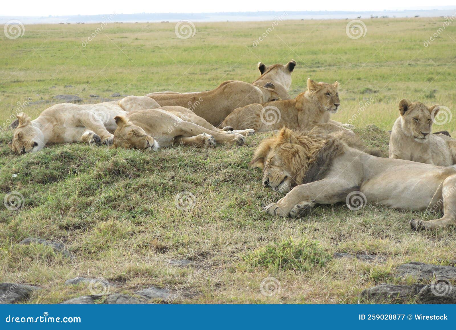La Faune De La Savane D'afrique Orientale Image stock - Image du ...