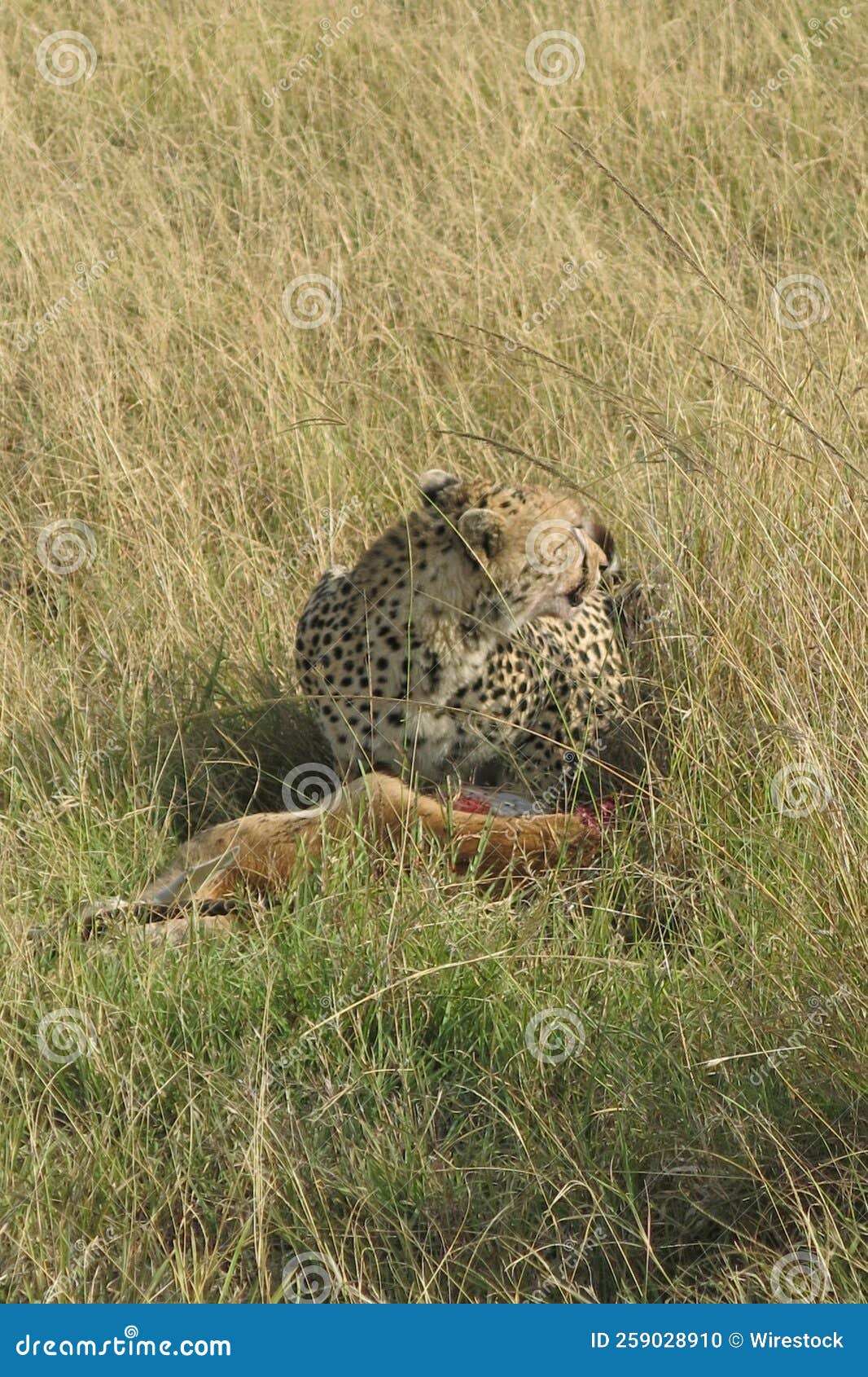 La Faune De La Savane D'afrique Orientale Photo stock - Image du ...