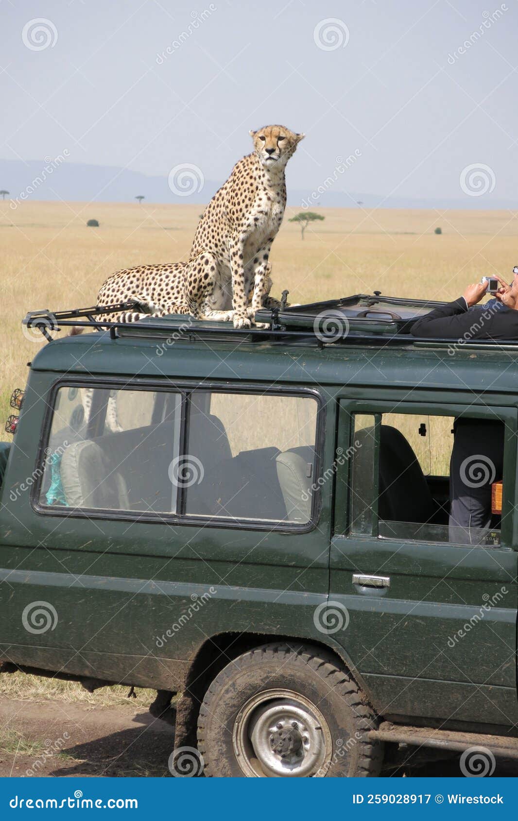 La Faune De La Savane D'afrique Orientale Photographie éditorial ...
