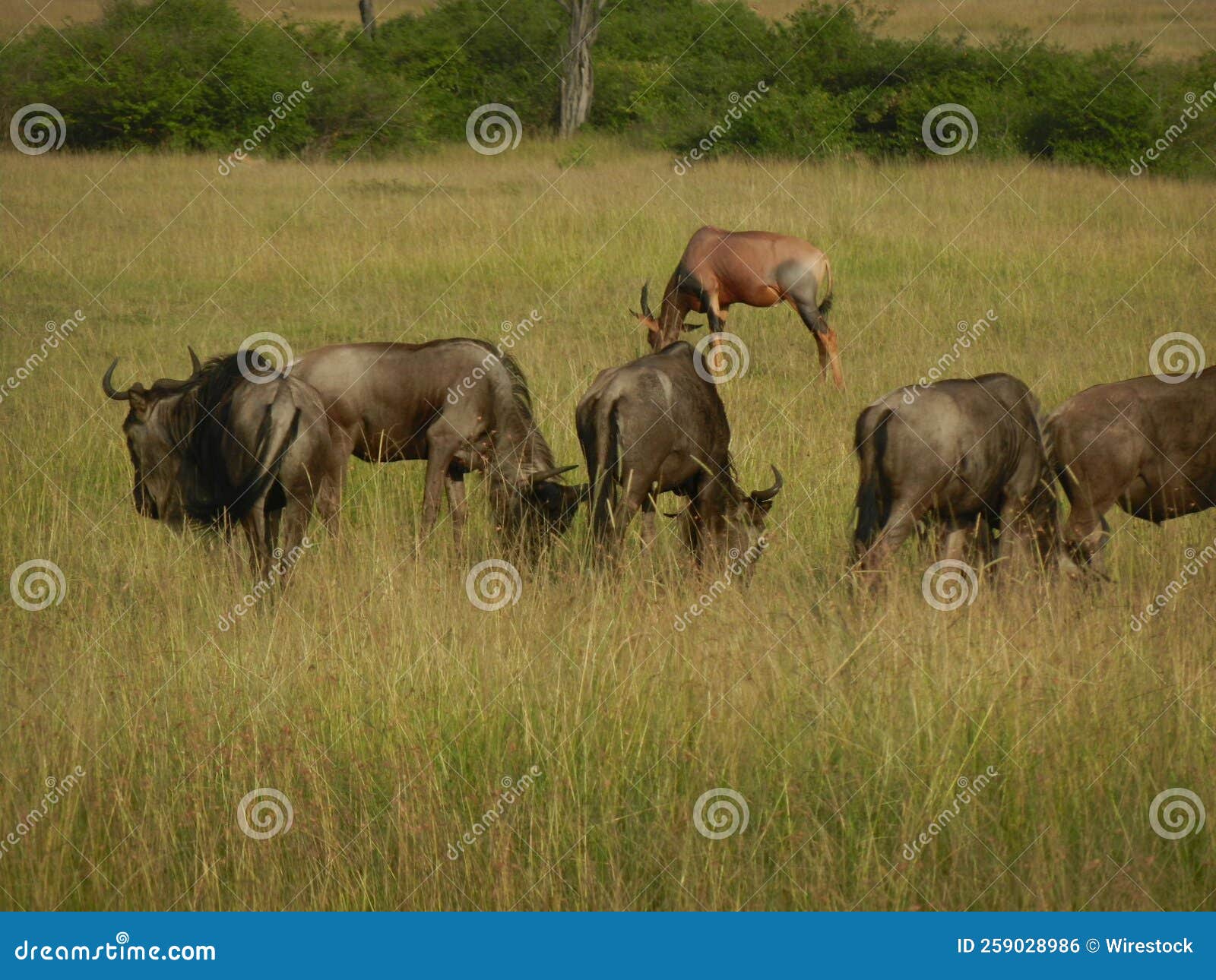 La Faune De La Savane D'afrique Orientale Photo stock - Image du safari ...