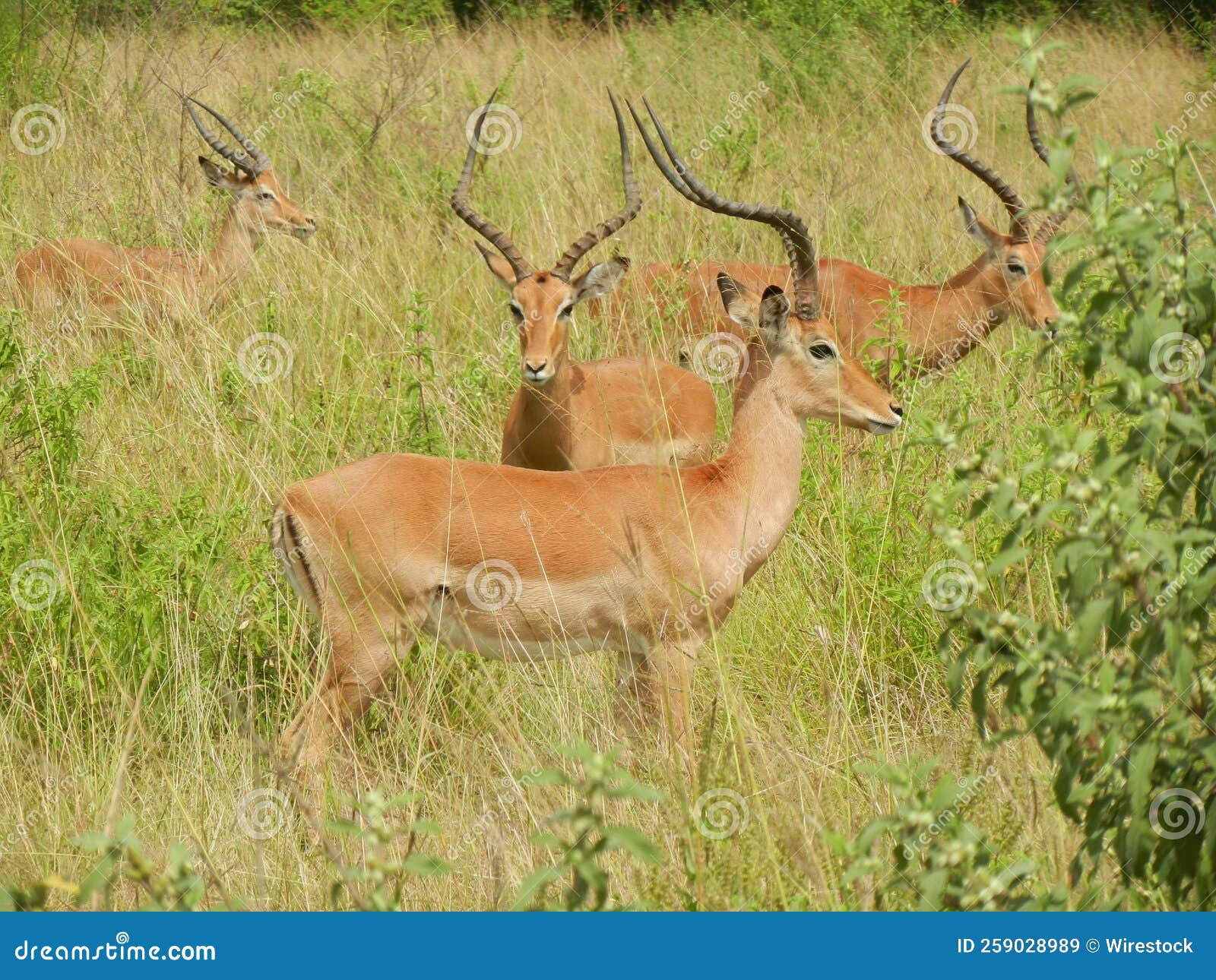 La Faune De La Savane D'afrique Orientale Image stock - Image du safari ...