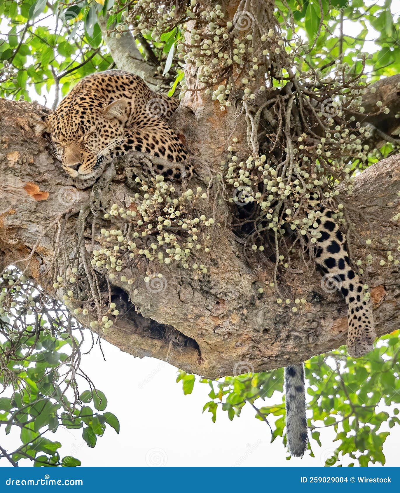 La Faune De La Savane D'afrique Orientale Photo stock - Image du masais ...