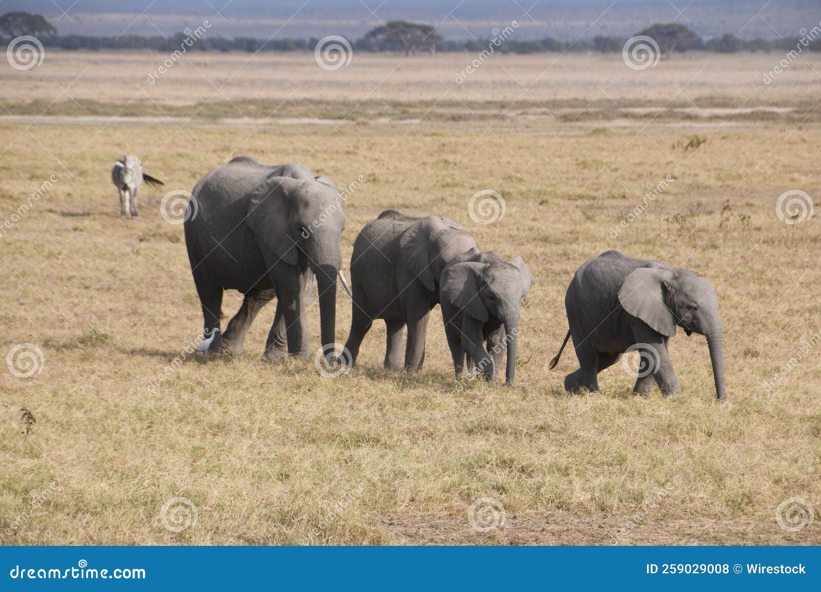 La Faune De La Savane D'afrique Orientale Photo stock - Image du temps ...