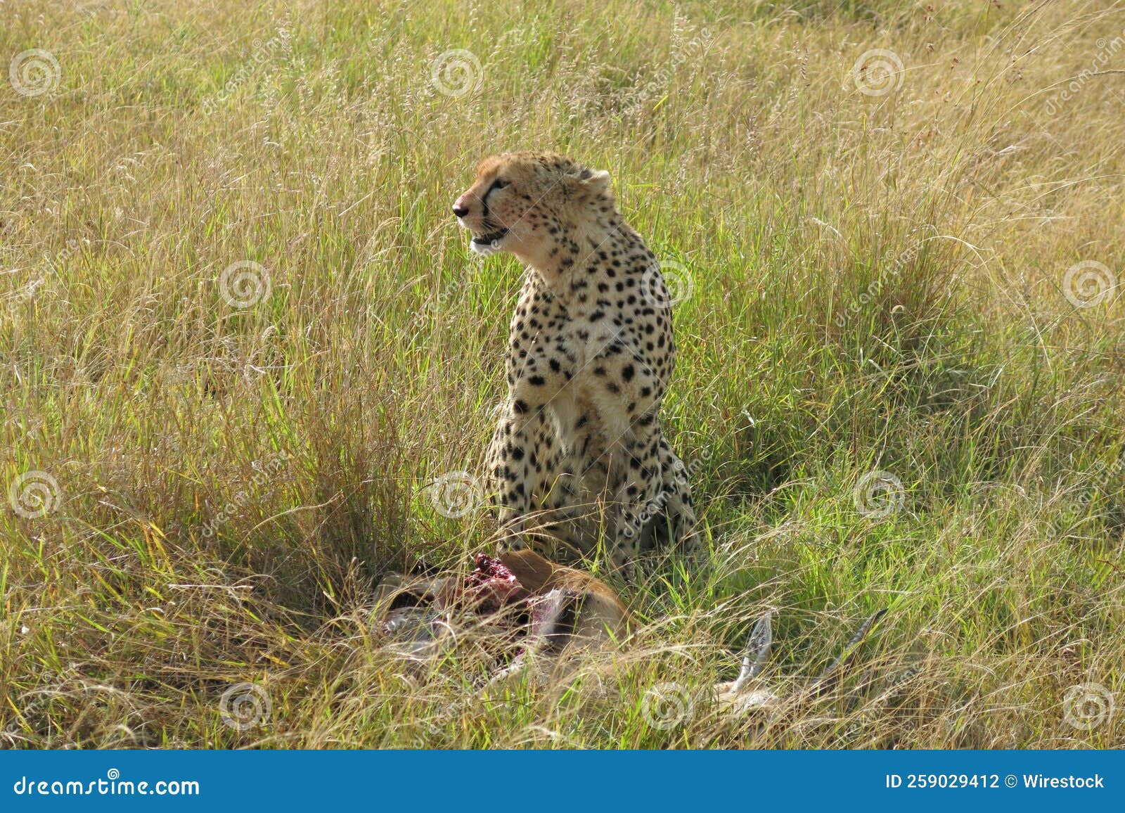 La Faune De La Savane D'afrique Orientale Photo stock - Image du ...