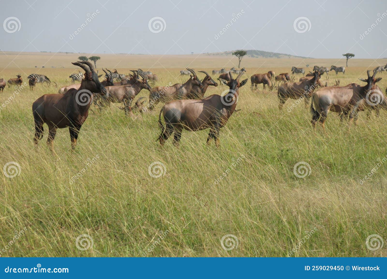 La Faune De La Savane D'afrique Orientale Photo stock - Image du ...