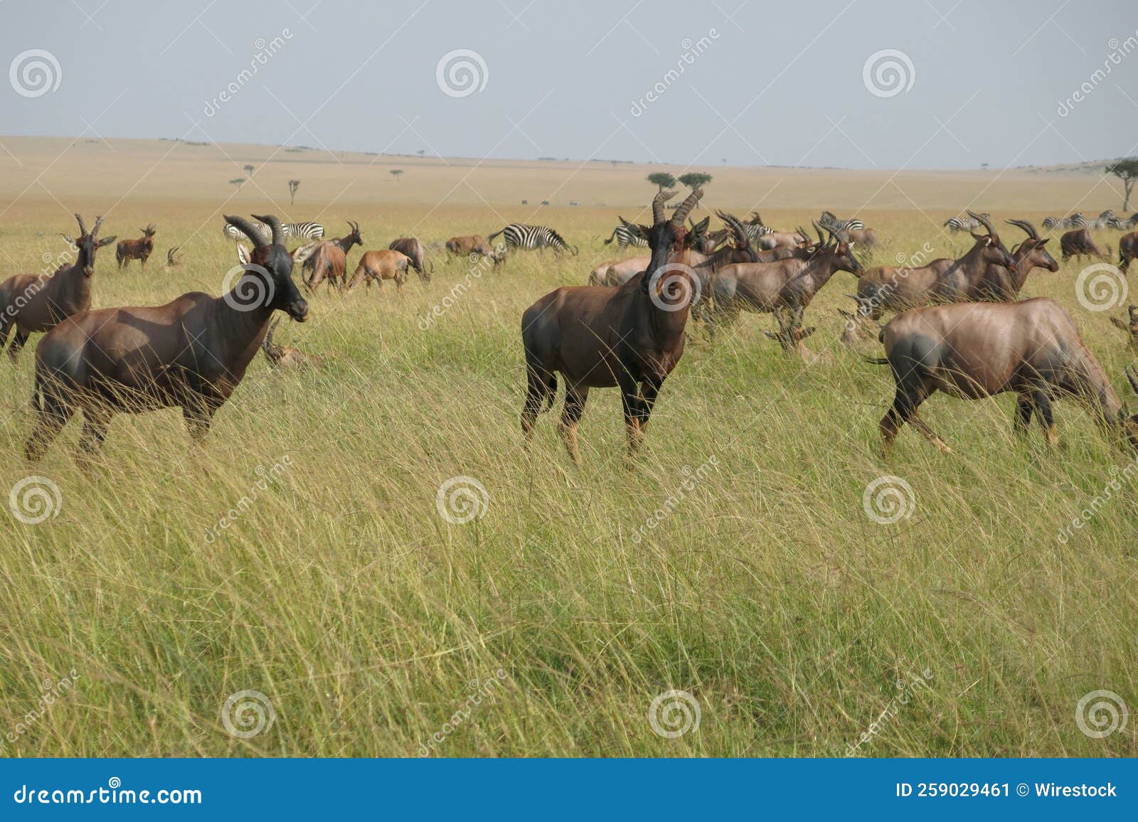 La Faune De La Savane D'afrique Orientale Image stock - Image du ...