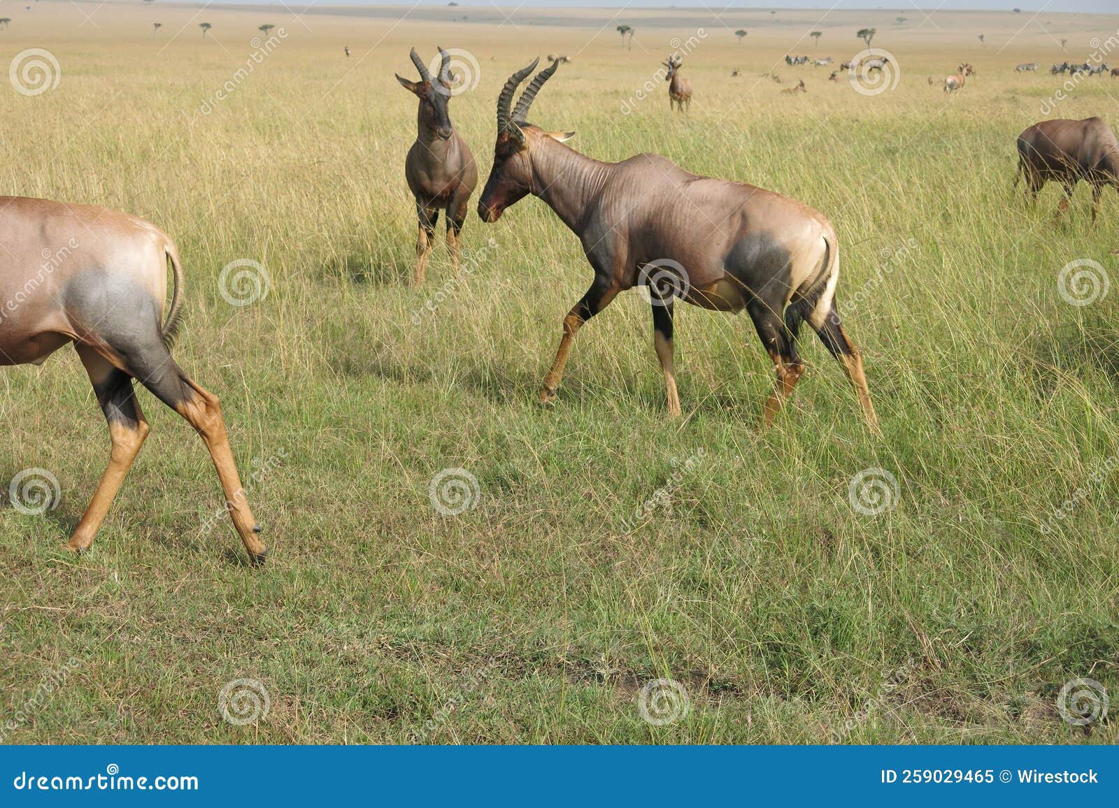 La Faune De La Savane D'afrique Orientale Image stock - Image du savane ...