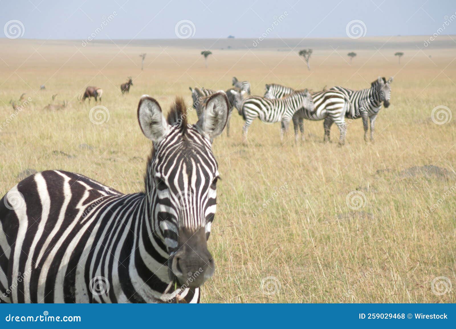 La Faune De La Savane D'afrique Orientale Photo stock - Image du ...