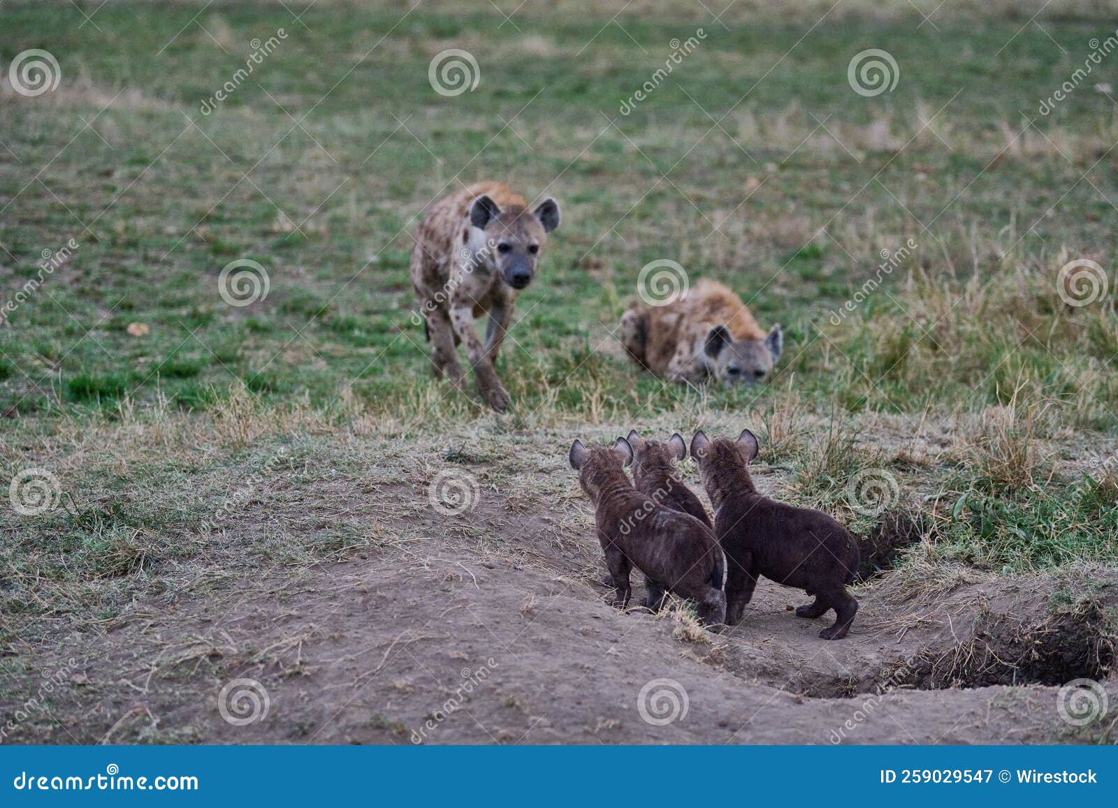 La Faune De La Savane D'afrique Orientale Image stock - Image du animal ...