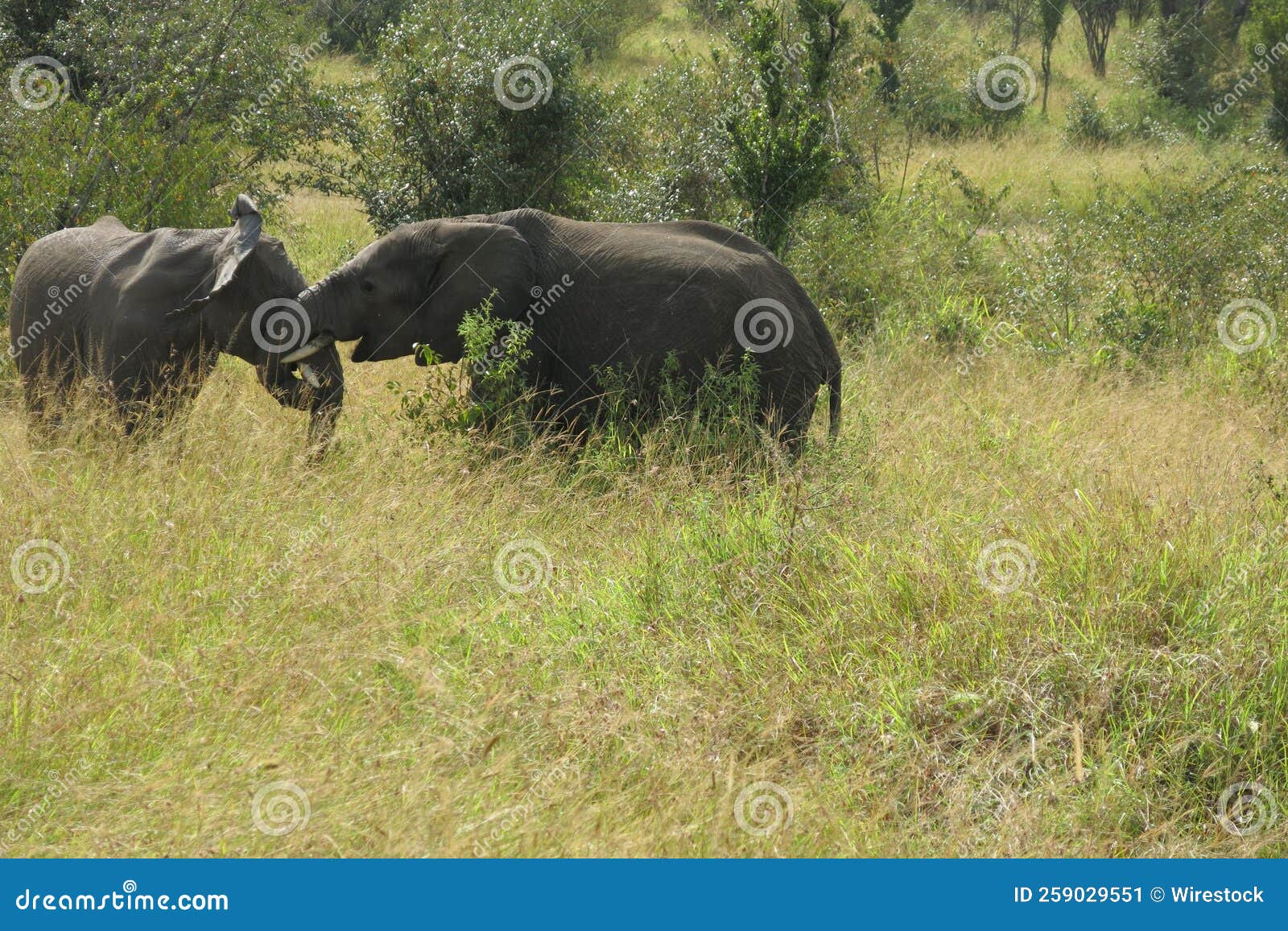 La Faune De La Savane D'afrique Orientale Image stock - Image du masais ...