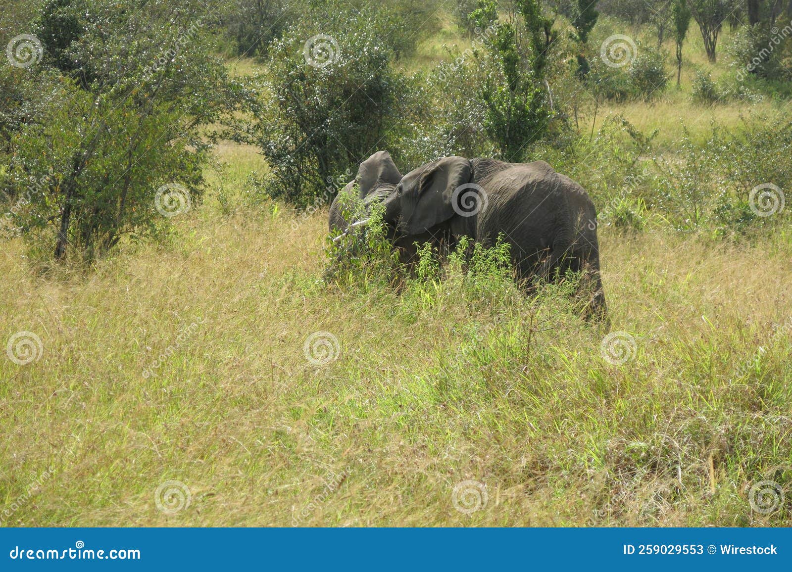 La Faune De La Savane D'afrique Orientale Image stock - Image du ...