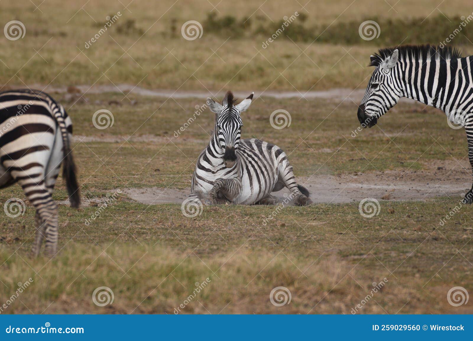 La Faune De La Savane D'afrique Orientale Photo stock - Image du marche ...