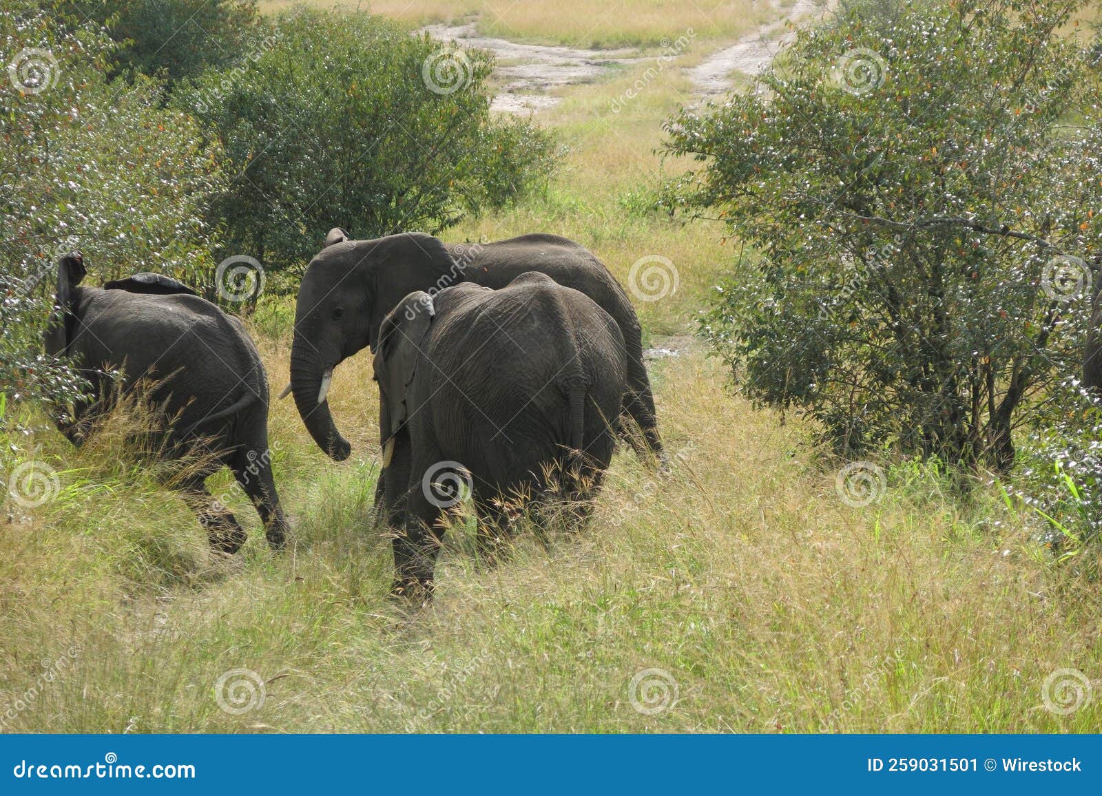 La Faune De La Savane D'afrique Orientale Image stock - Image du ...