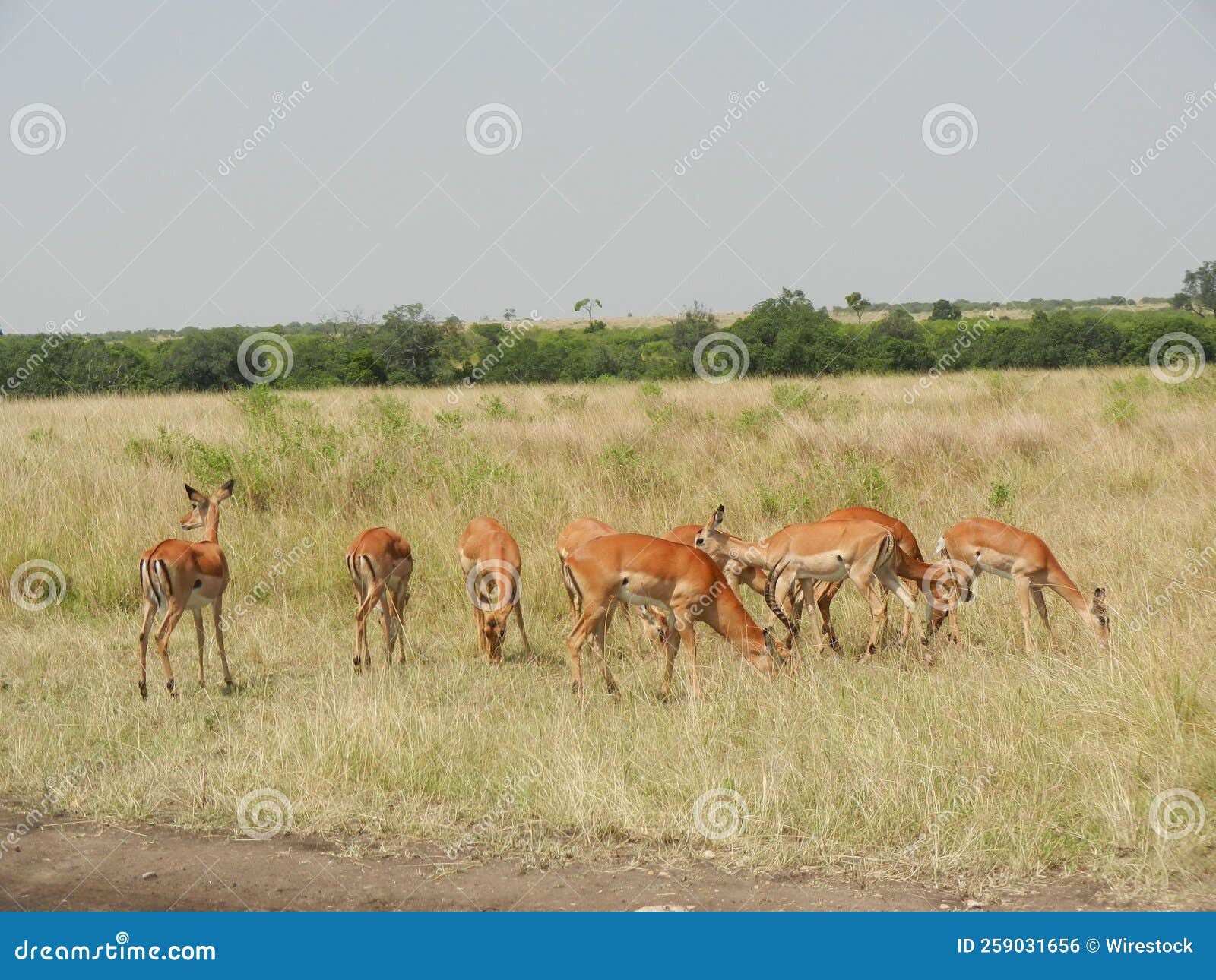 La Faune De La Savane D'afrique Orientale Photo stock - Image du kenya ...