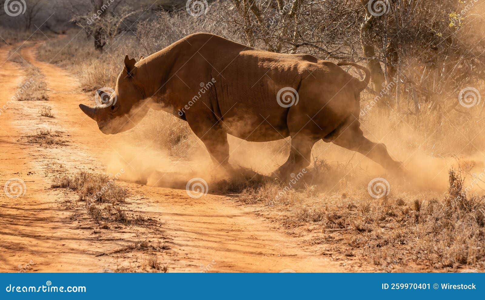 La Faune De La Savane D'afrique Orientale Image stock - Image du ...