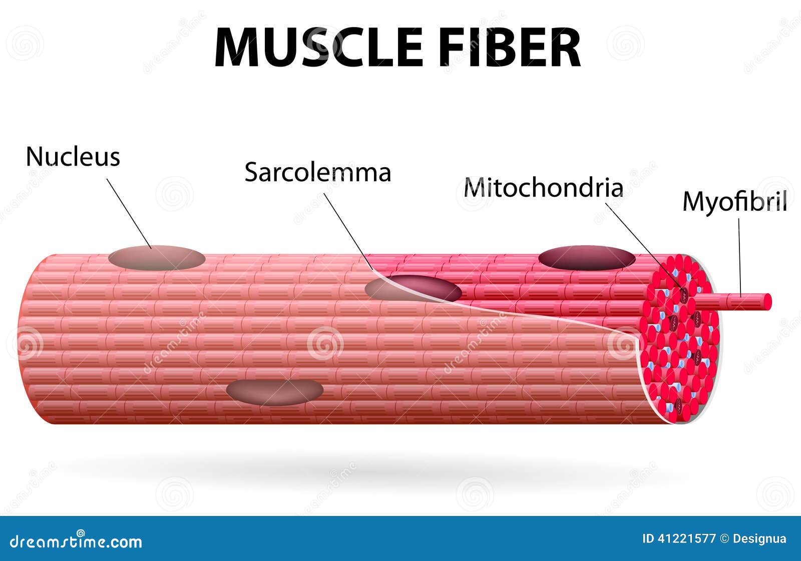 La Fibra Di Muscolo Scheletrico Illustrazione Vettoriale ...