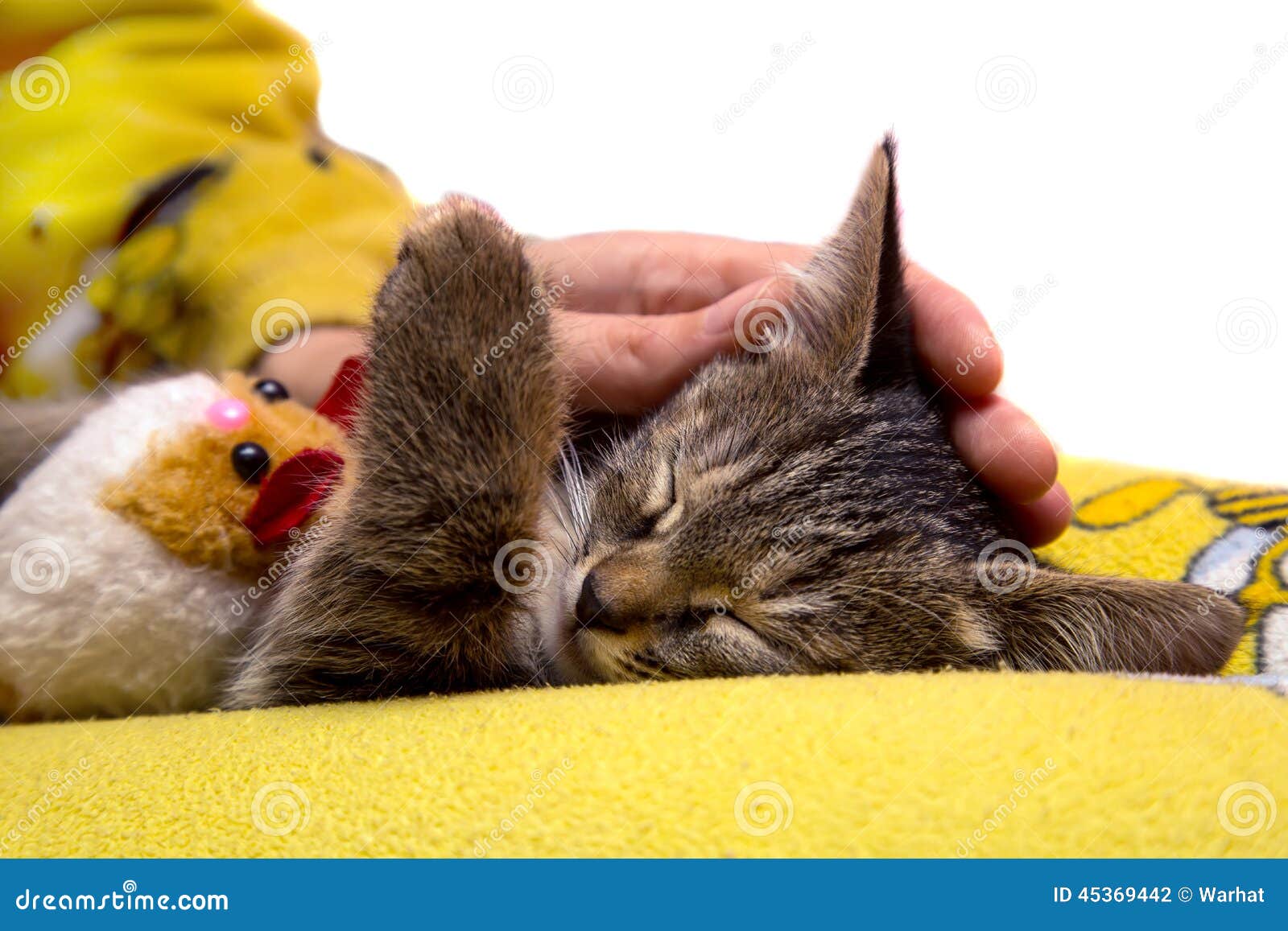 La Fille Caresse Le Chaton Mignon De Sommeil Photo Stock Image Du