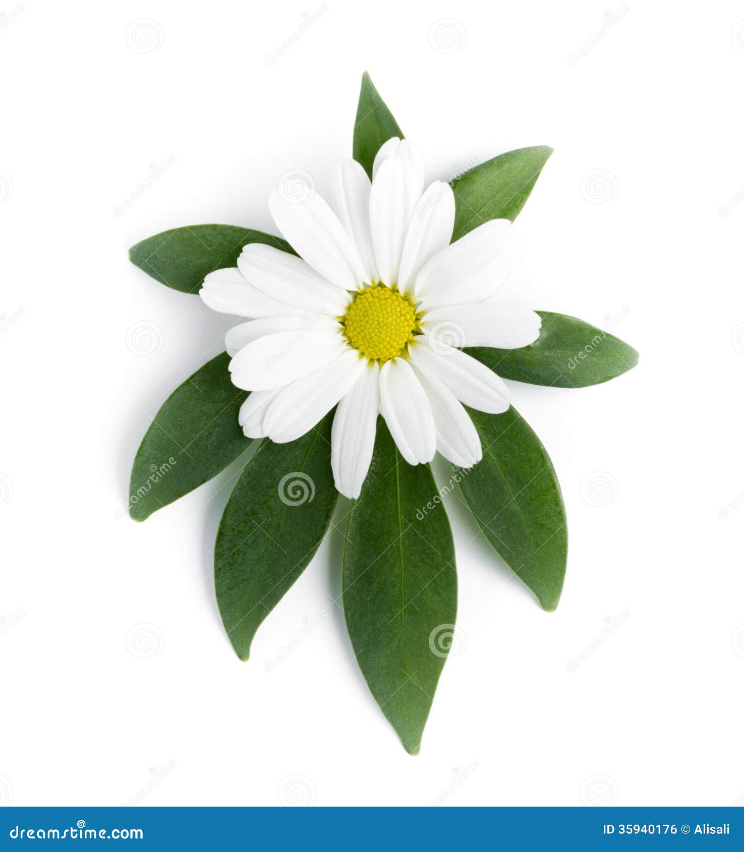 La fleur d'une marguerite photo stock. Image du floraison - 35940176