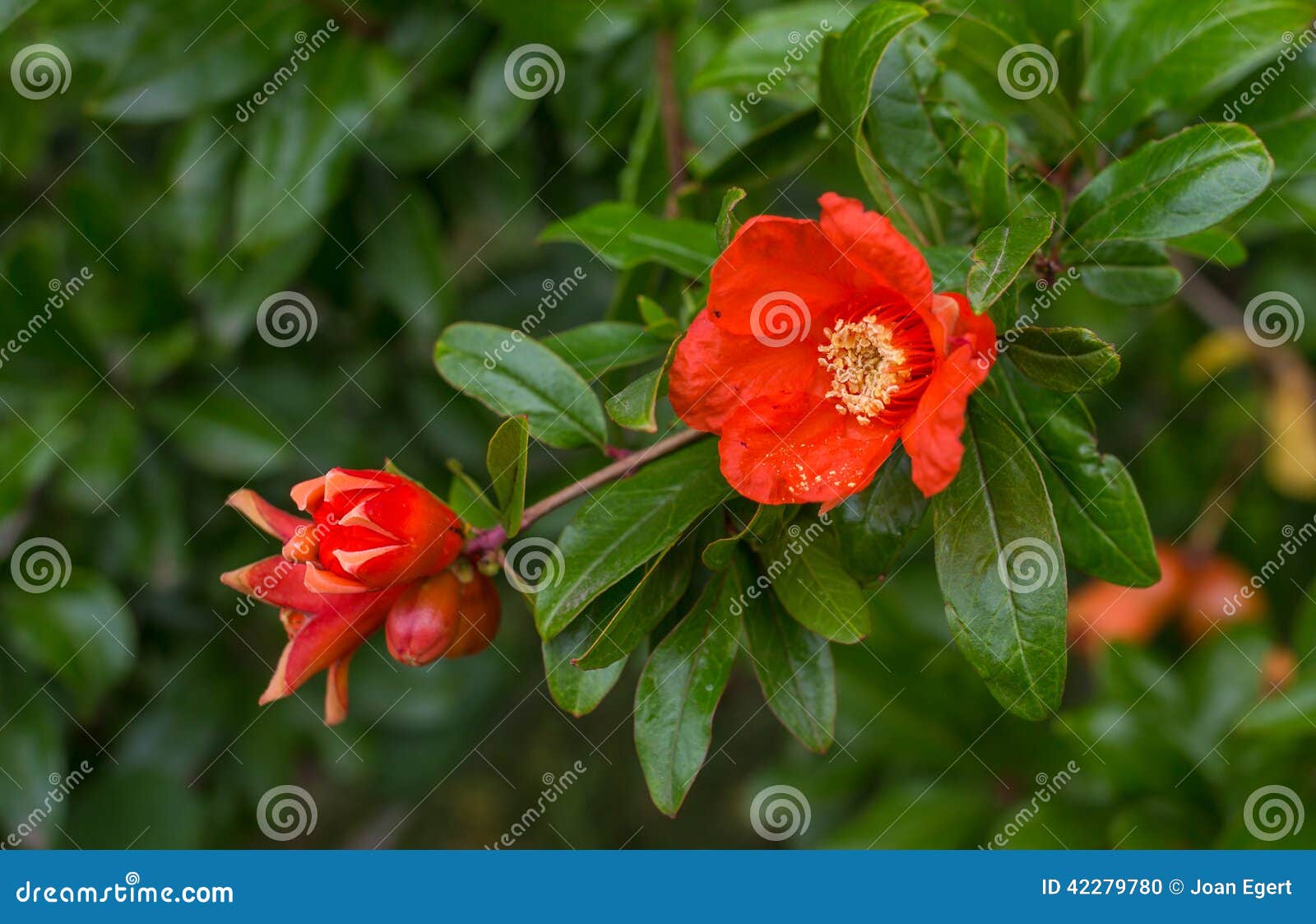 La fleur de la grenade photo stock. Image du centrales - 42279780