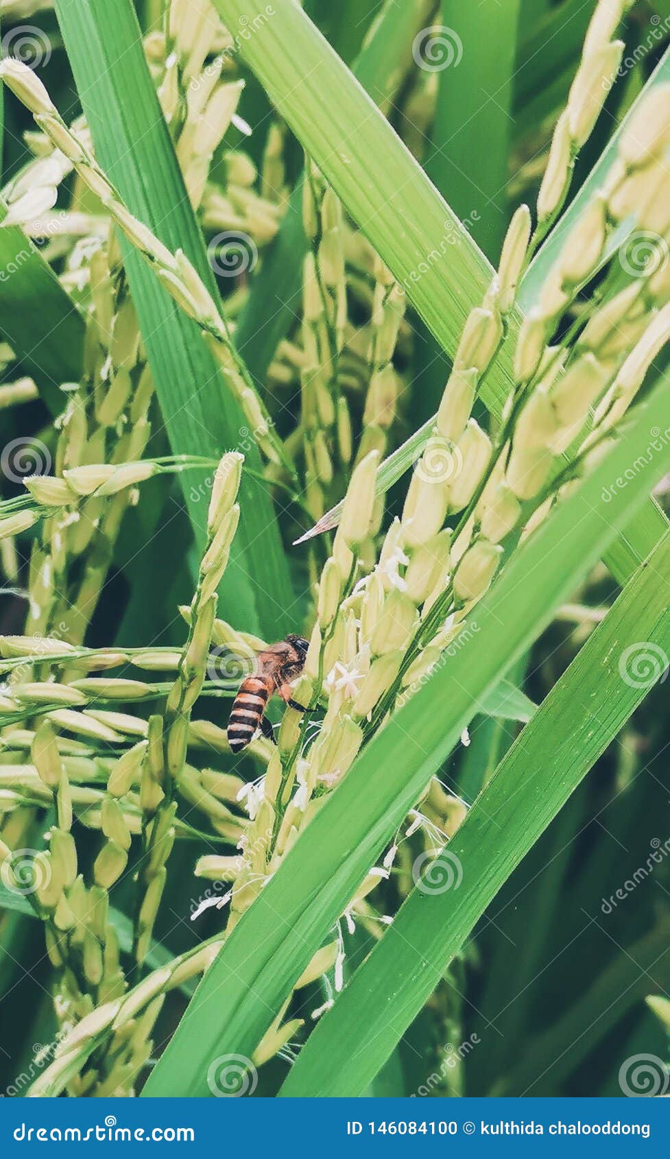 La fleur de riz est douce photo stock. Image du fleur - 146084100