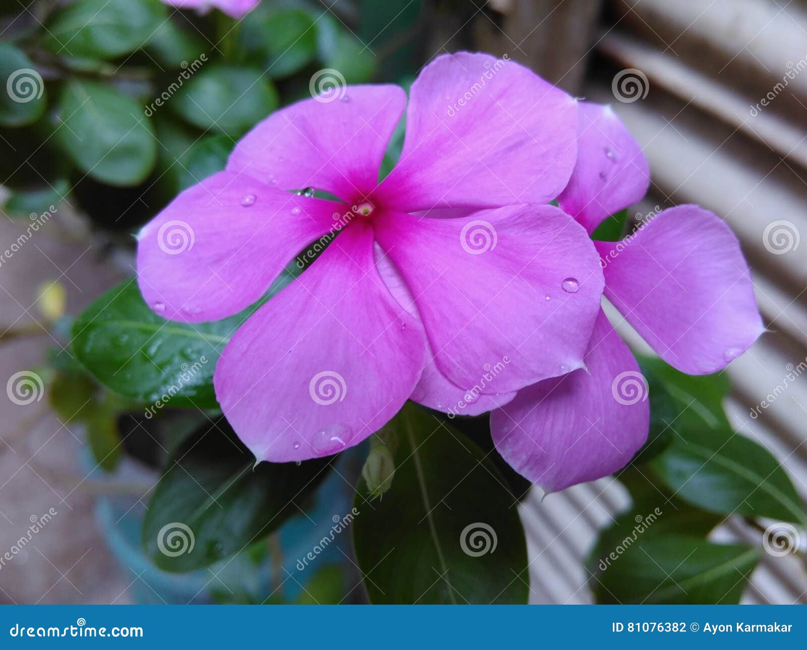 La FLEUR LA PLUS BELLE Du MONDE Photo stock - Image du girlfriend ...