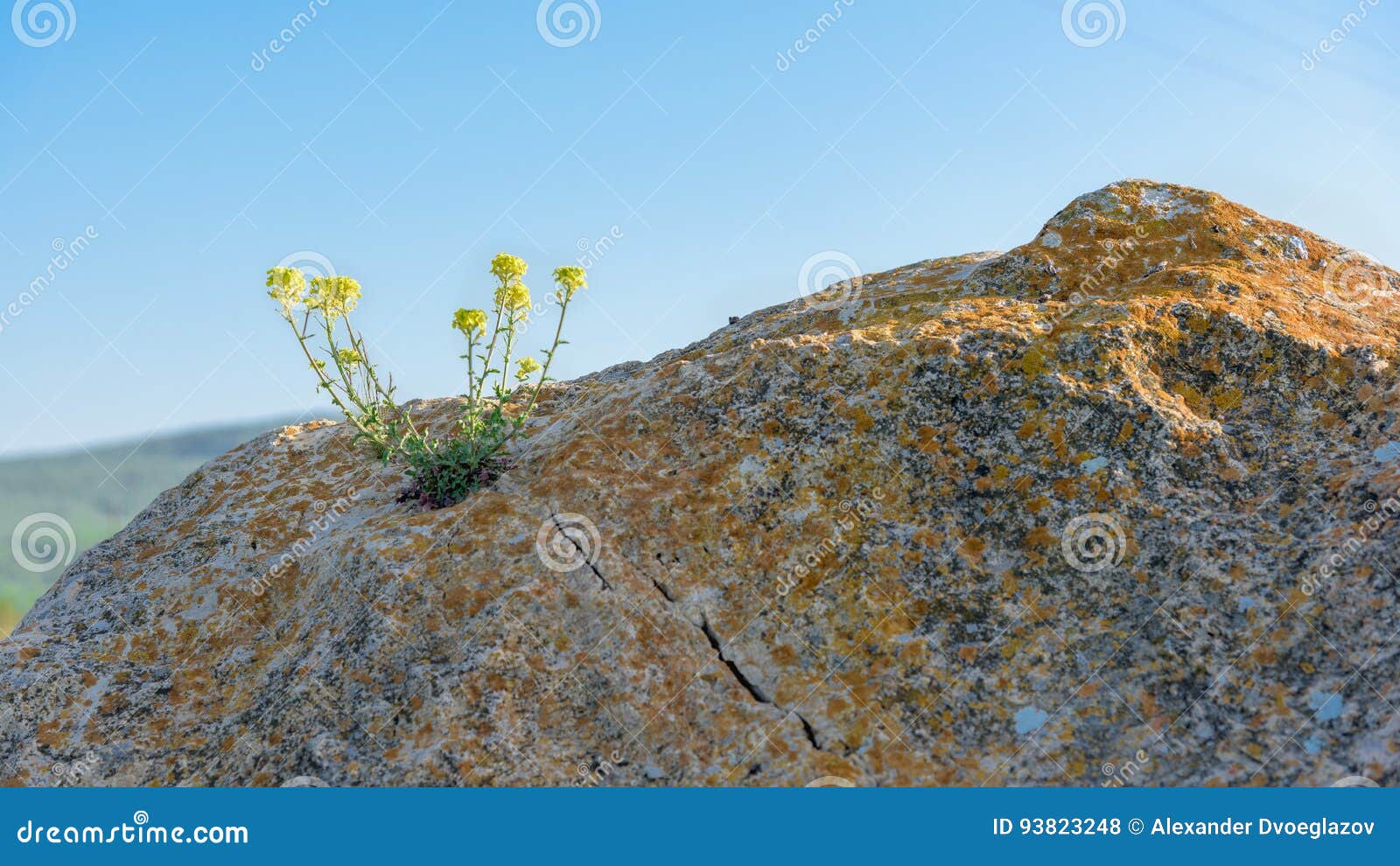 La Flor Amarilla Crece En Roca Foto de archivo - Imagen de crecimiento ...