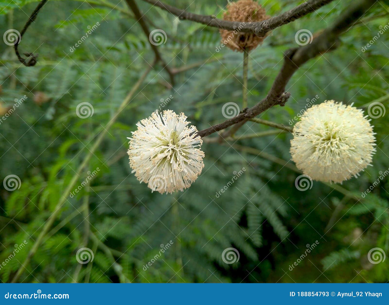 La flor blanca redonda imagen de archivo. Imagen de verde - 188854793