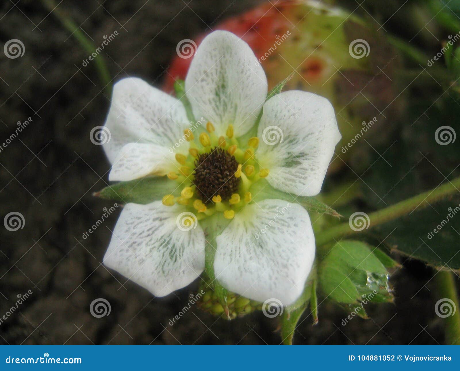 La flor de la fresa foto de archivo. Imagen de plantas - 104881052