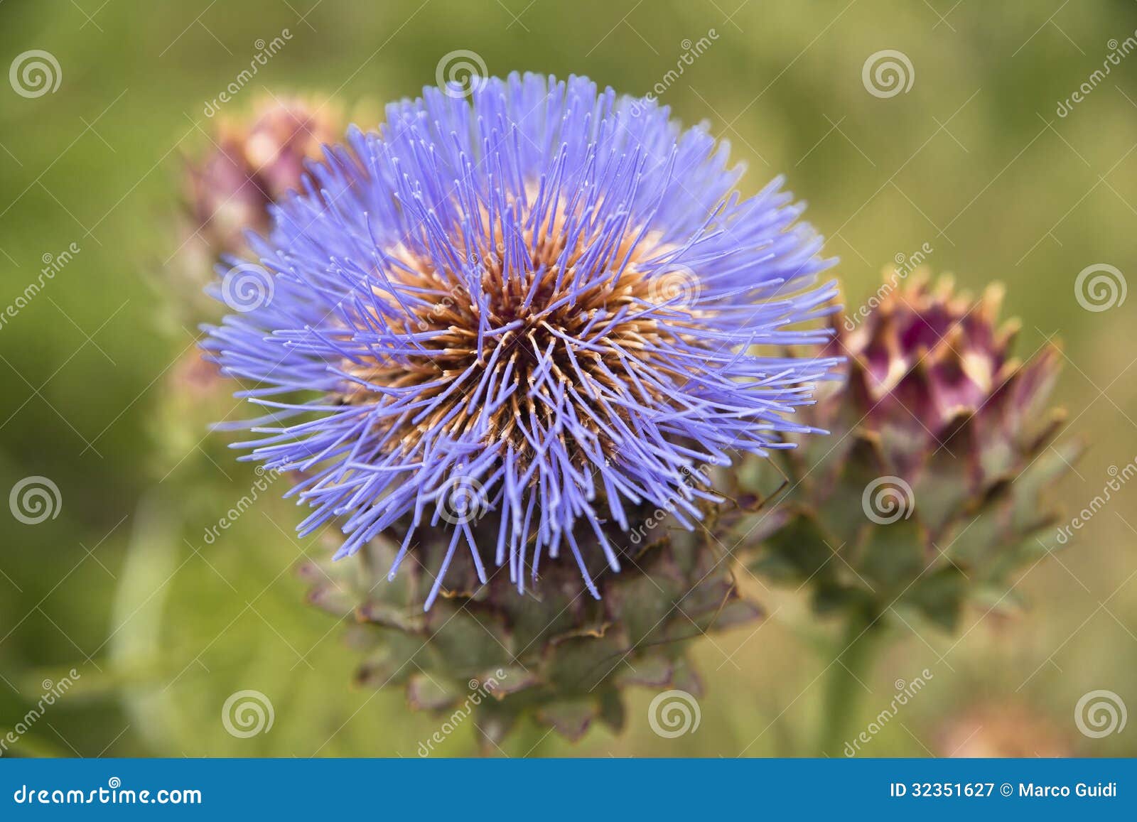 La flor de la alcachofa imagen de archivo. Imagen de flor - 32351627
