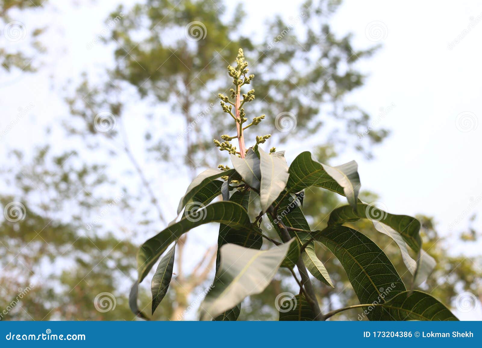 La Flor De Mango Y La Flor De Mango Foto de archivo - Imagen de belleza ...