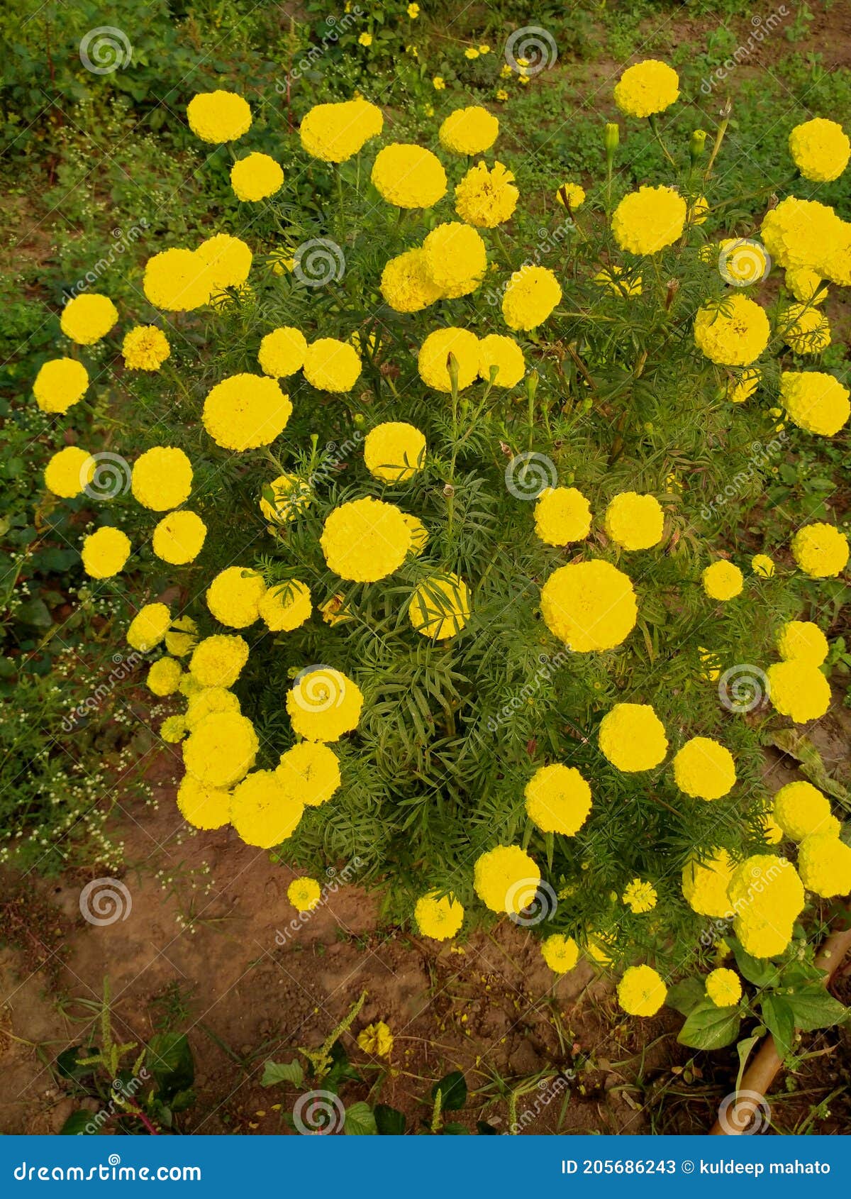 La Flor De Marigold Es La Flor Roja Imagen de archivo - Imagen de ...