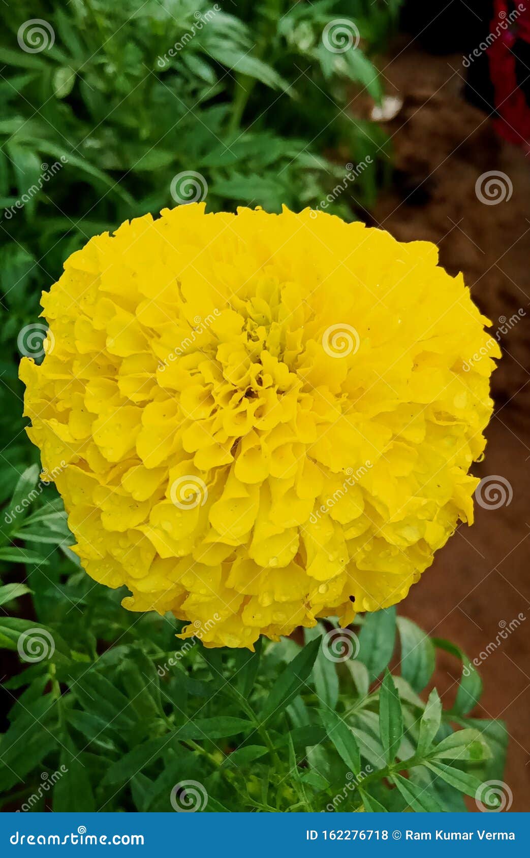 La Flor De Oro Hermosa Imagen Foto de archivo - Imagen de agradable ...