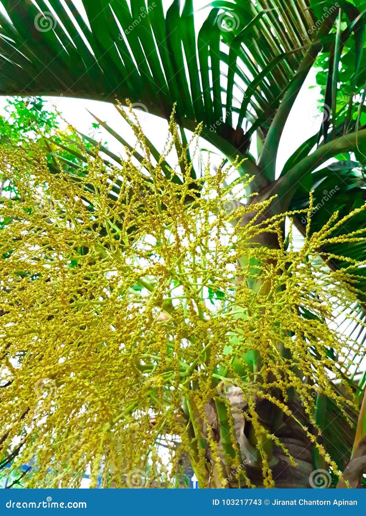 La Flor De La Palma En La Palmera Imagen de archivo - Imagen de difuso ...