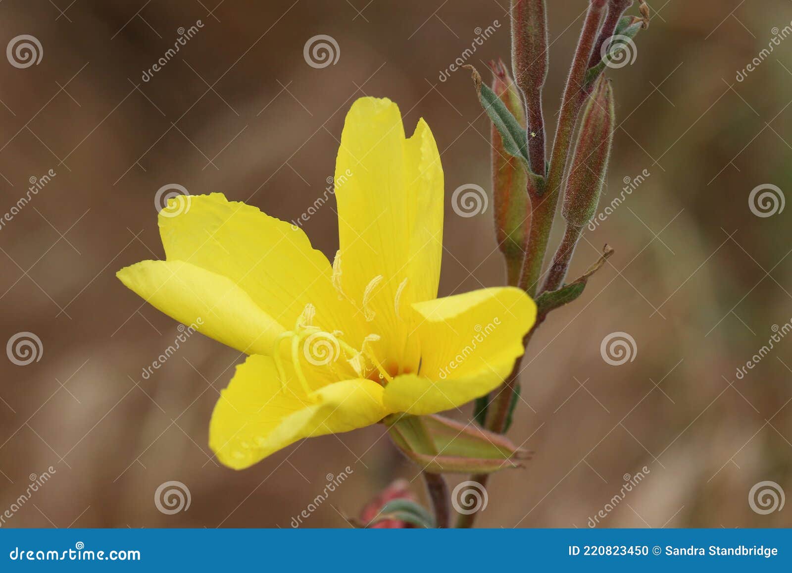 La Flor De La Planta De La Onagra Oenothera Stricta. Foto de archivo ...