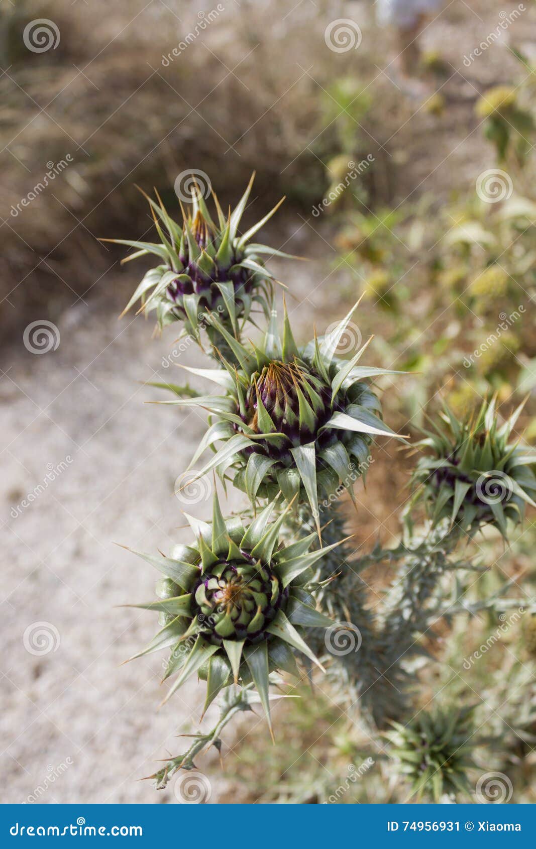 La flor de un cardo imagen de archivo. Imagen de cardo - 74956931