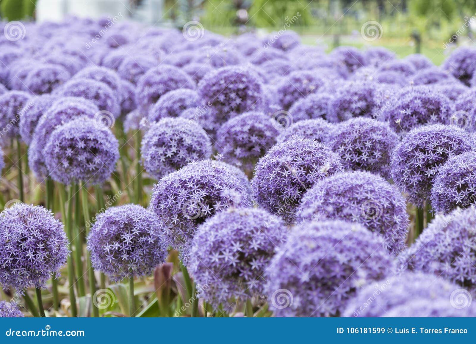 La flor del ajo imagen de archivo. Imagen de lavanda - 106181599
