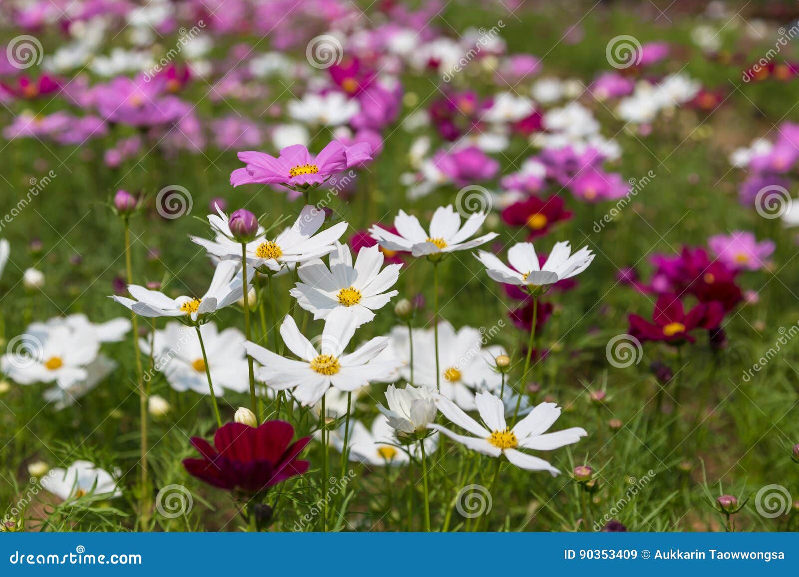 La flor del cosmos imagen de archivo. Imagen de verde - 90353409
