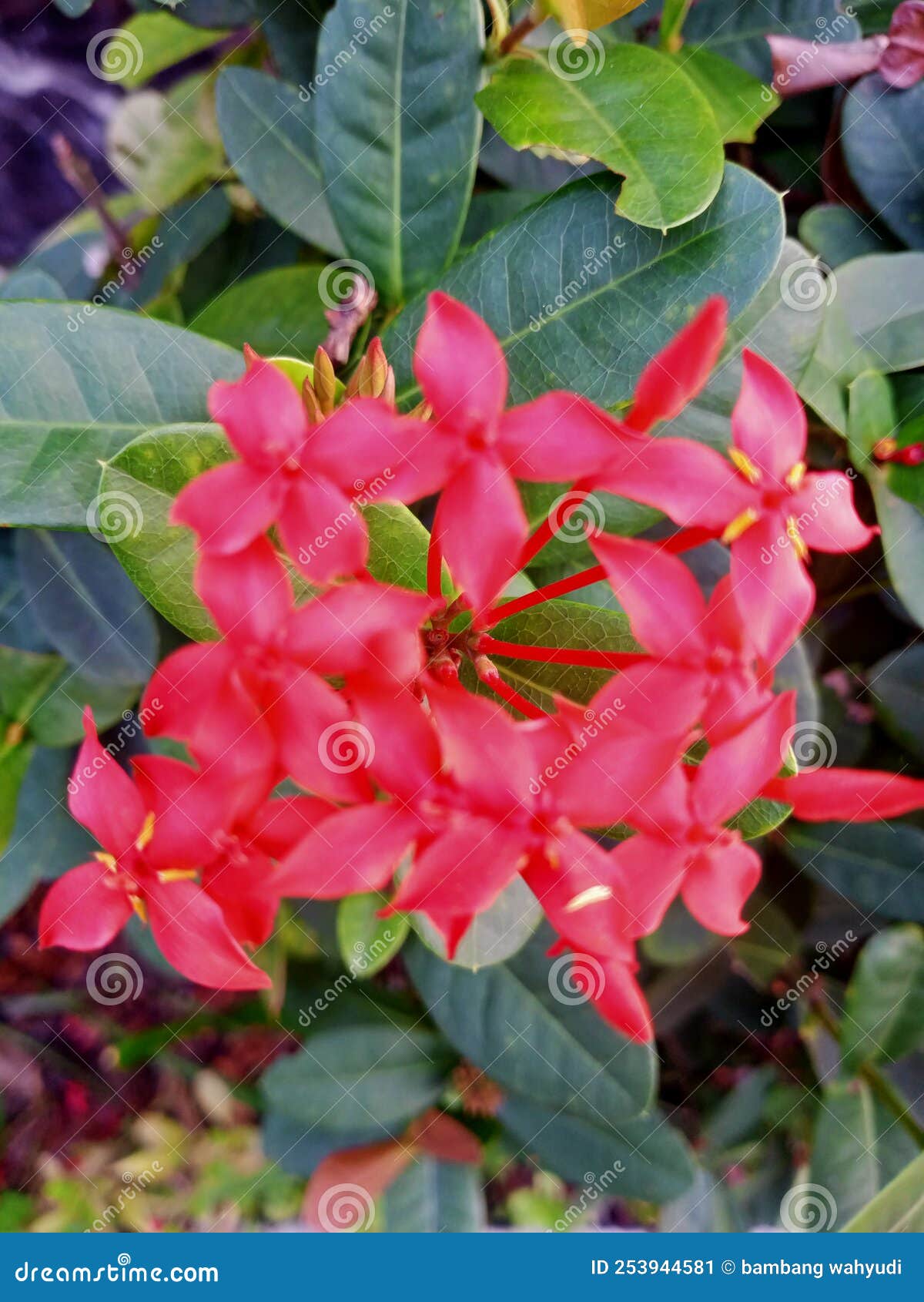 La Flor Del Geranio De La Jungla Imagen de archivo - Imagen de selva ...