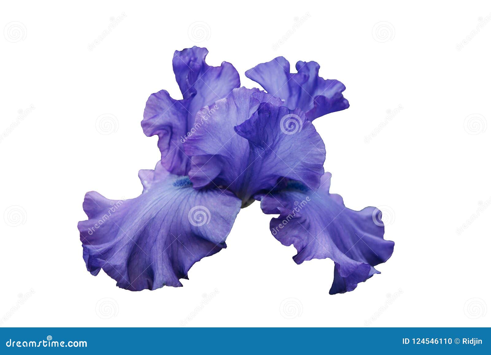 La Flor Del Iris Es Azul-violeta En Color Foto de archivo - Imagen de ...